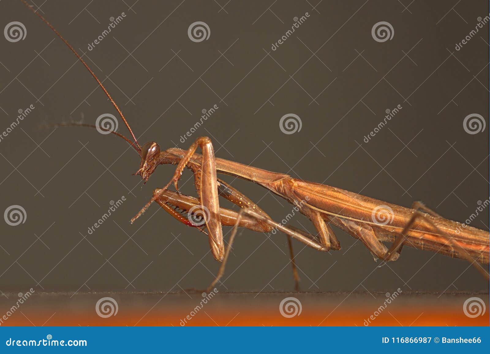 Praying Mantis Bug Insect Isolated on Brown Stock Image - Image of ...