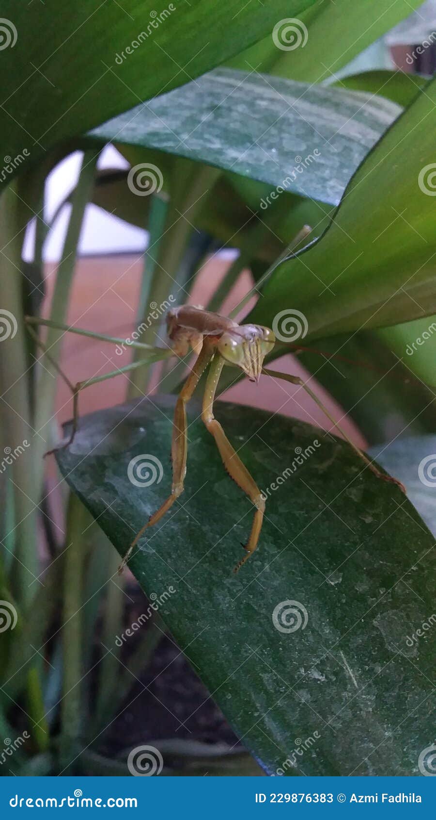 Praying Mantis Bug in the Leaf Stock Image - Image of look, morning ...