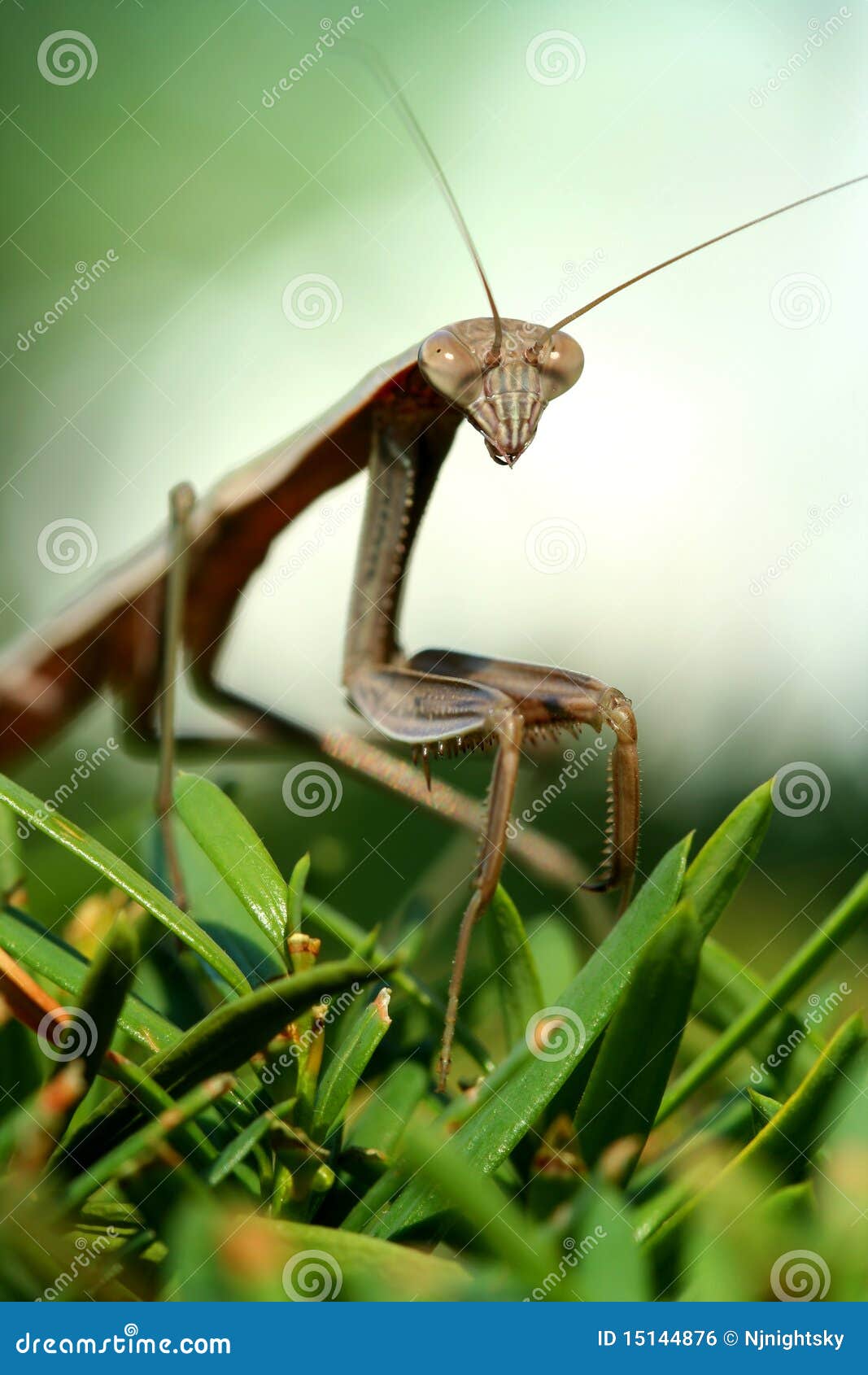 Praying Mantis on a Bush Macro Stock Photo - Image of close, nature ...