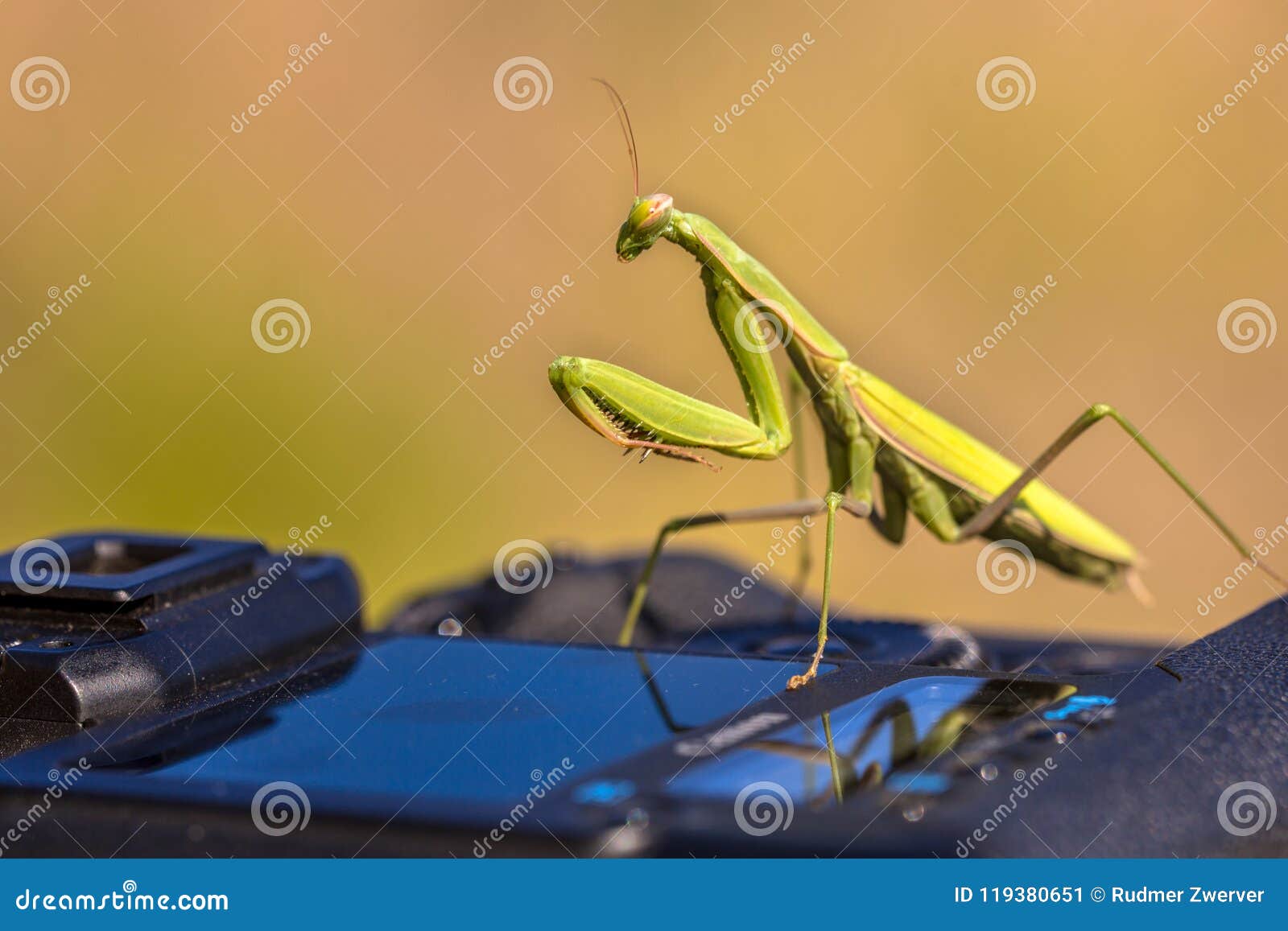 Praying Mantis on camera stock image. Image of mantises - 119380651
