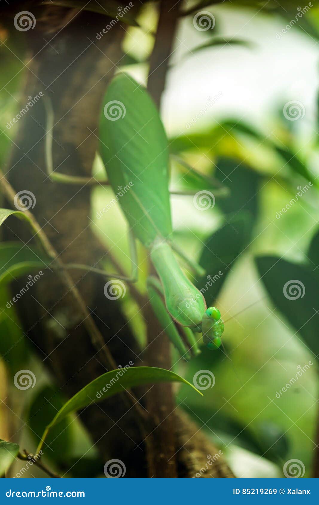 Praying mantis camouflaged stock image. Image of biology - 85219269