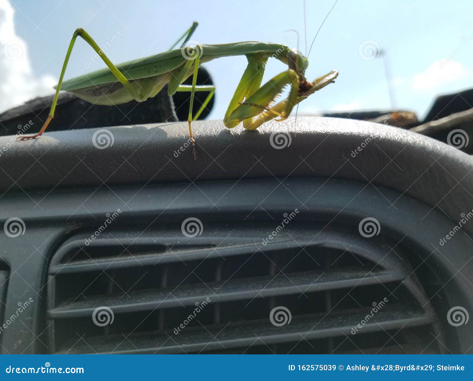 Praying Mantis in car stock image. Image of praying - 162575039