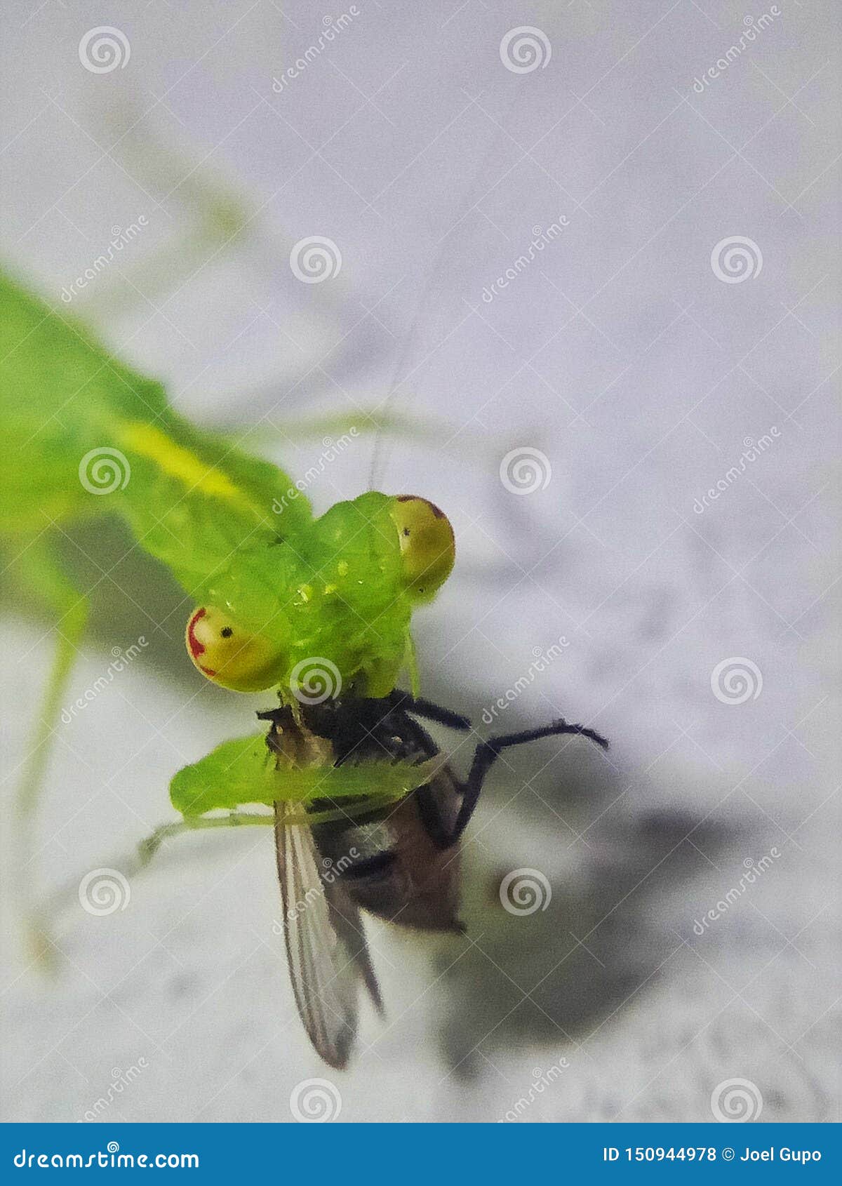 Praying mantis catch a fly stock photo. Image of catch - 150944978