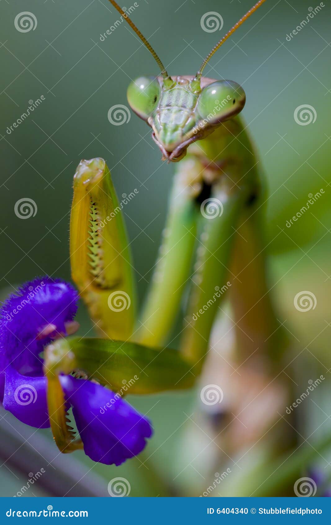 Praying Mantis, Chinese Mantis Stock Photo - Image of claws, close: 6404340