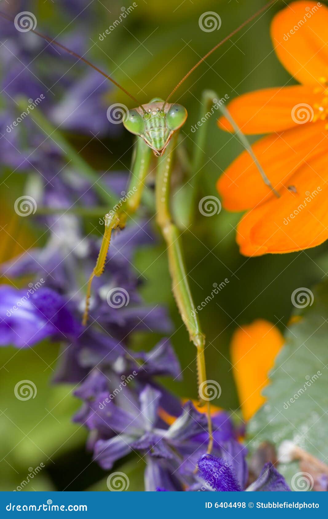 Praying Mantis, Chinese Mantis Stock Photo - Image of insects, eyes ...