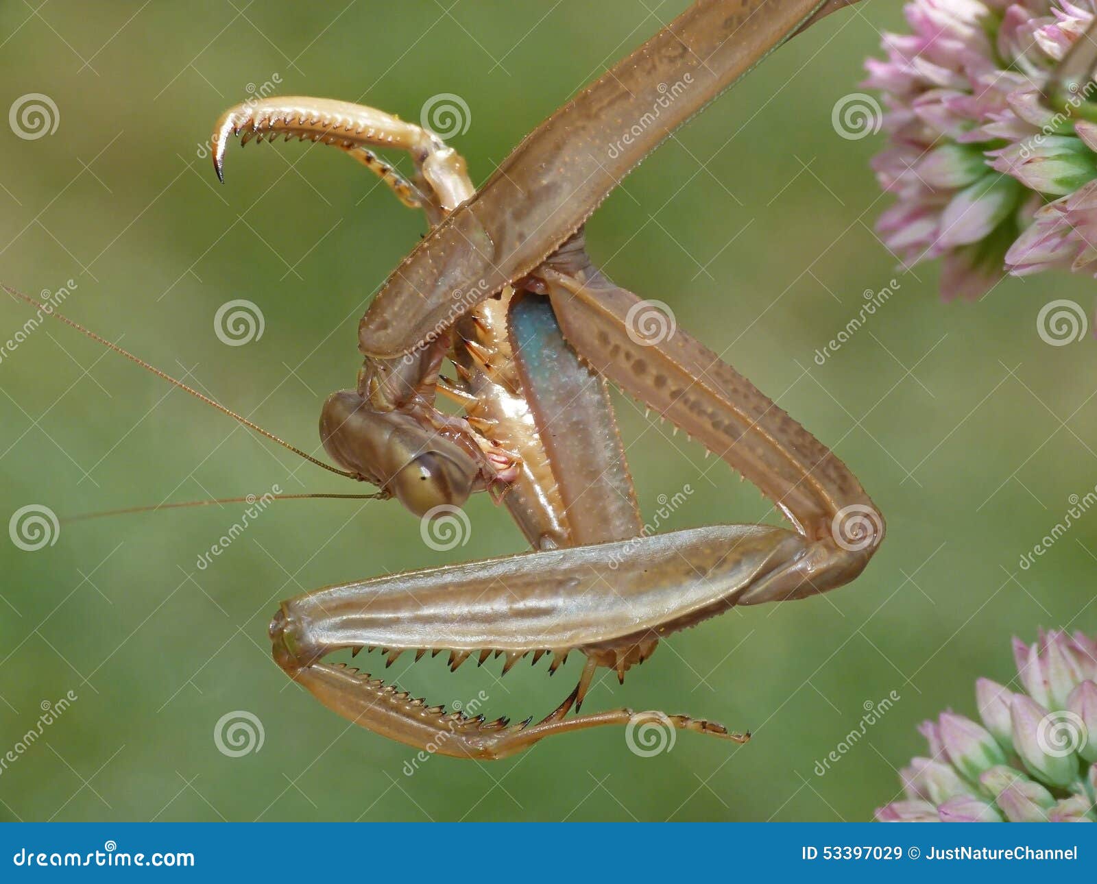 Praying Mantis Cleaning Forelimbs Photos - Free & Royalty-Free Stock ...