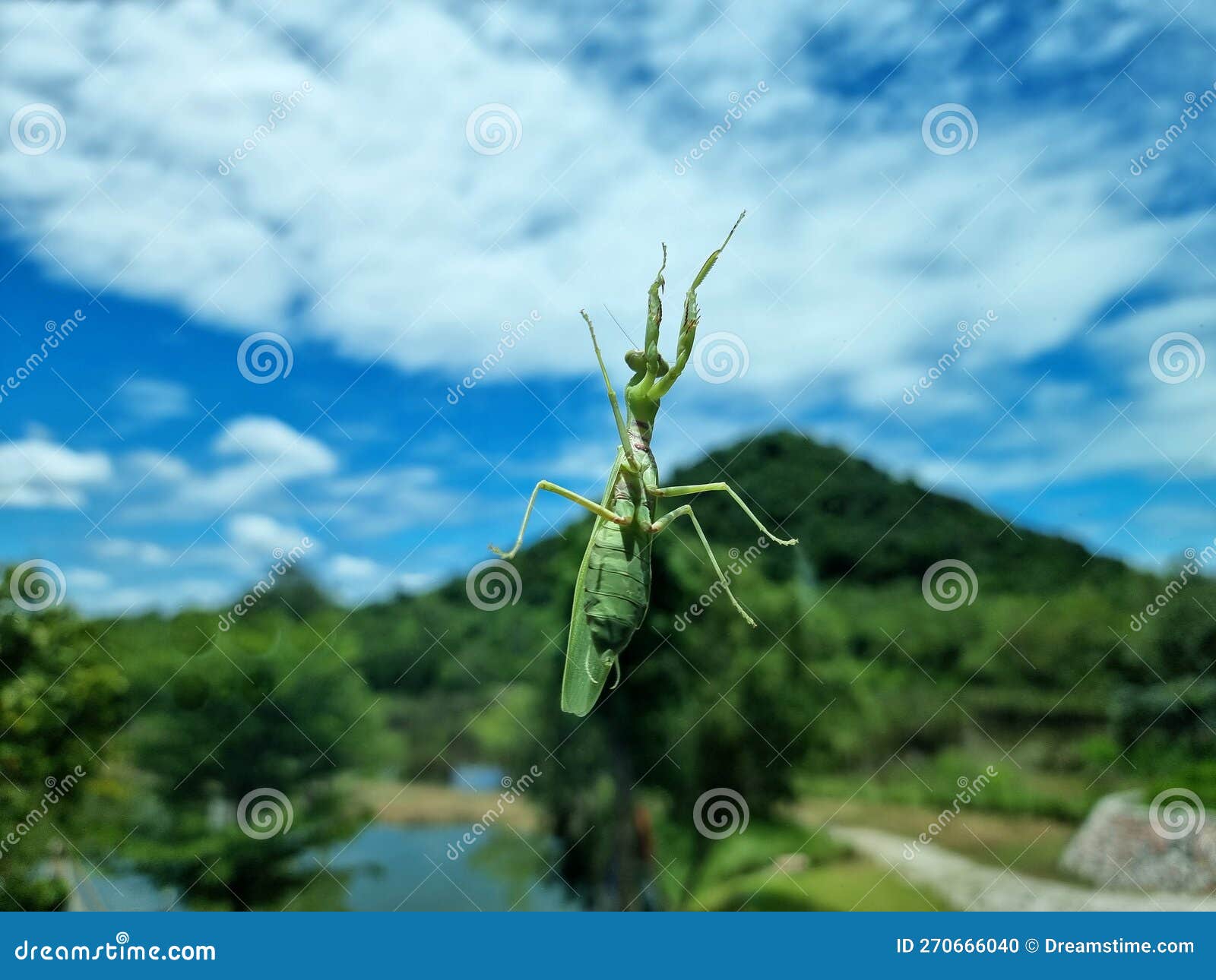 The Praying Mantis on the Clear Glass and Blurred Background Stock ...