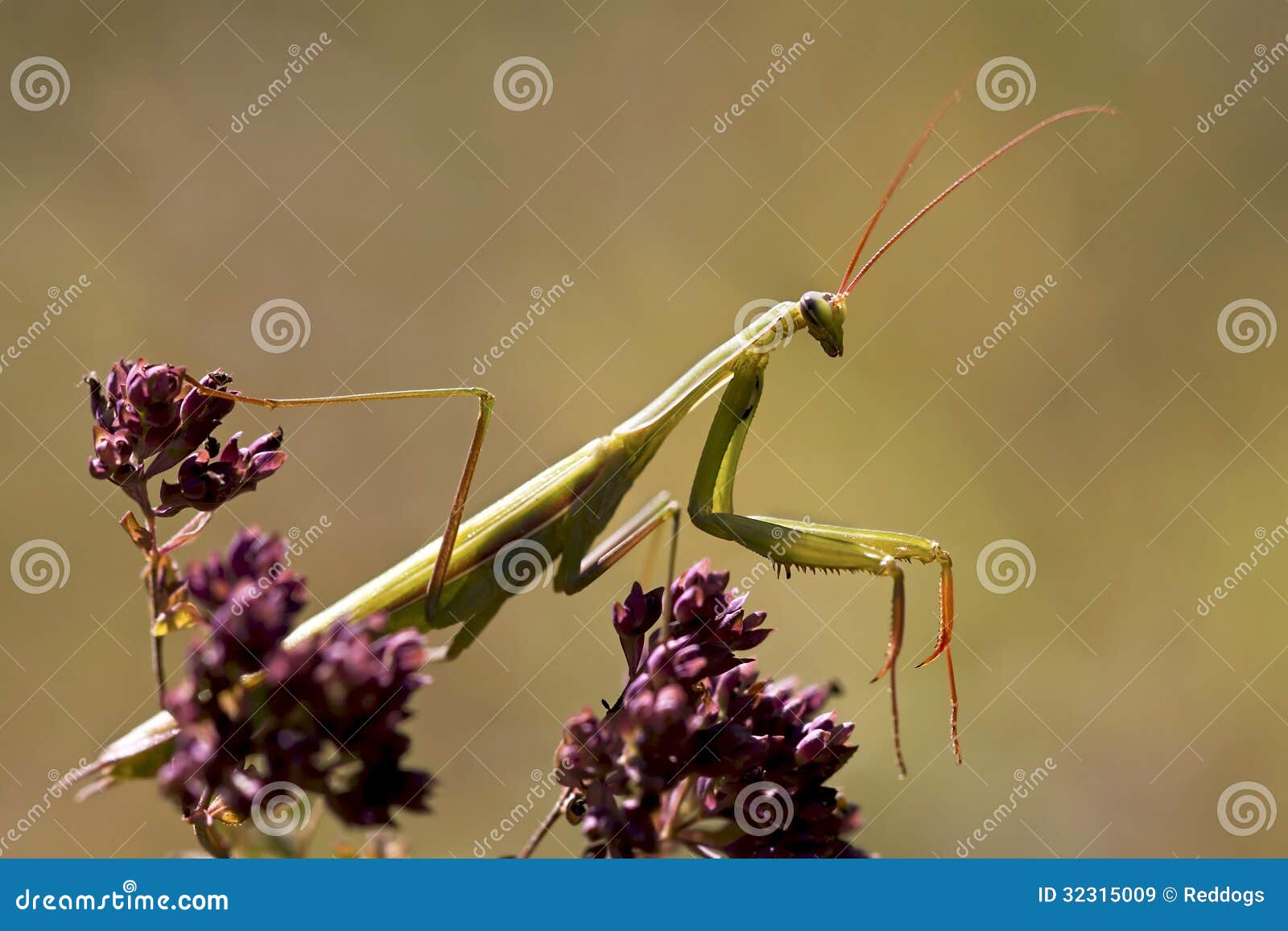 Praying mantis stock image. Image of fear, macro, bite - 32315009