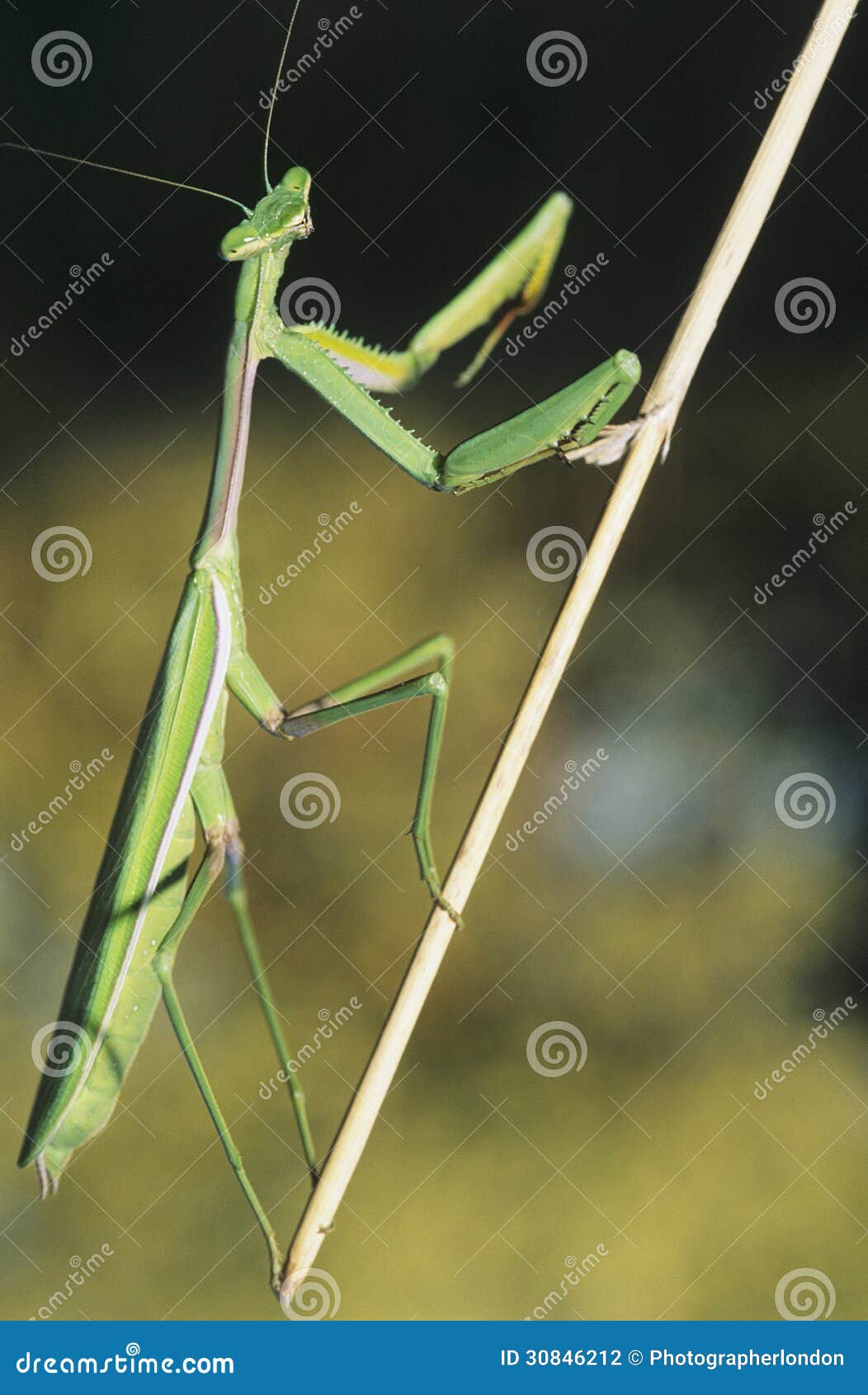 Praying Mantis Climbing Twig Stock Photo - Image of green, wild: 30846212