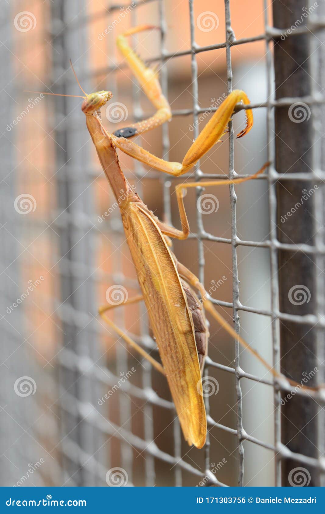 Praying mantis on a gate stock photo. Image of mantodea - 171303756