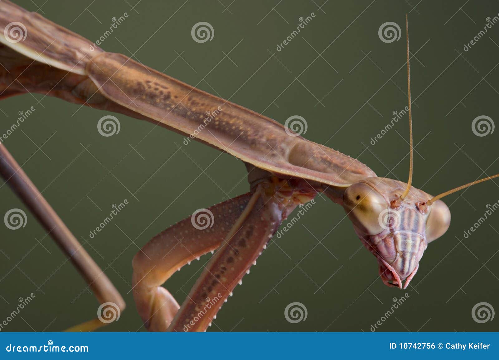 Praying mantis close-up stock photo. Image of macro, wildlife - 10742756