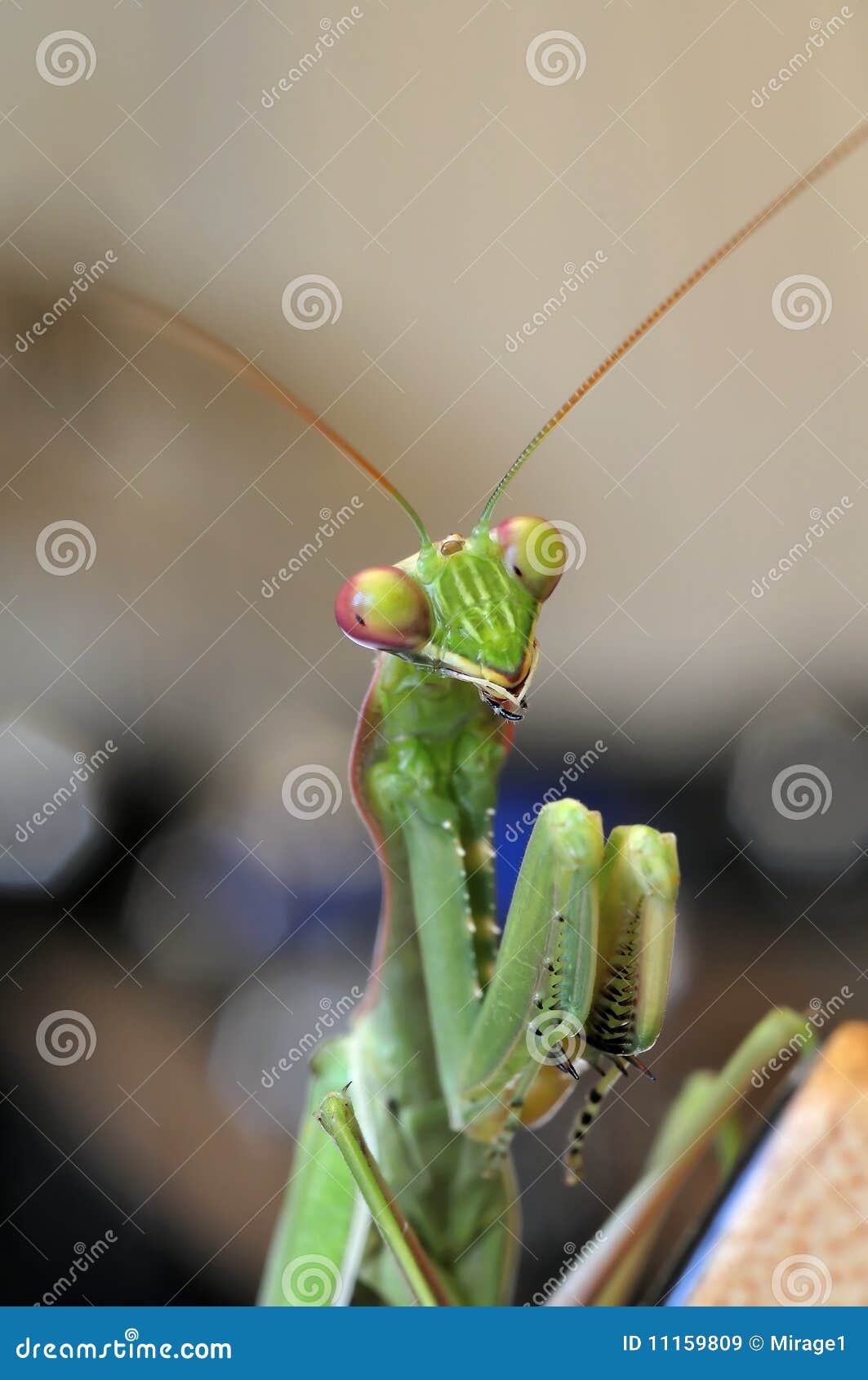 Praying Mantis Close up stock image. Image of closeup - 11159809