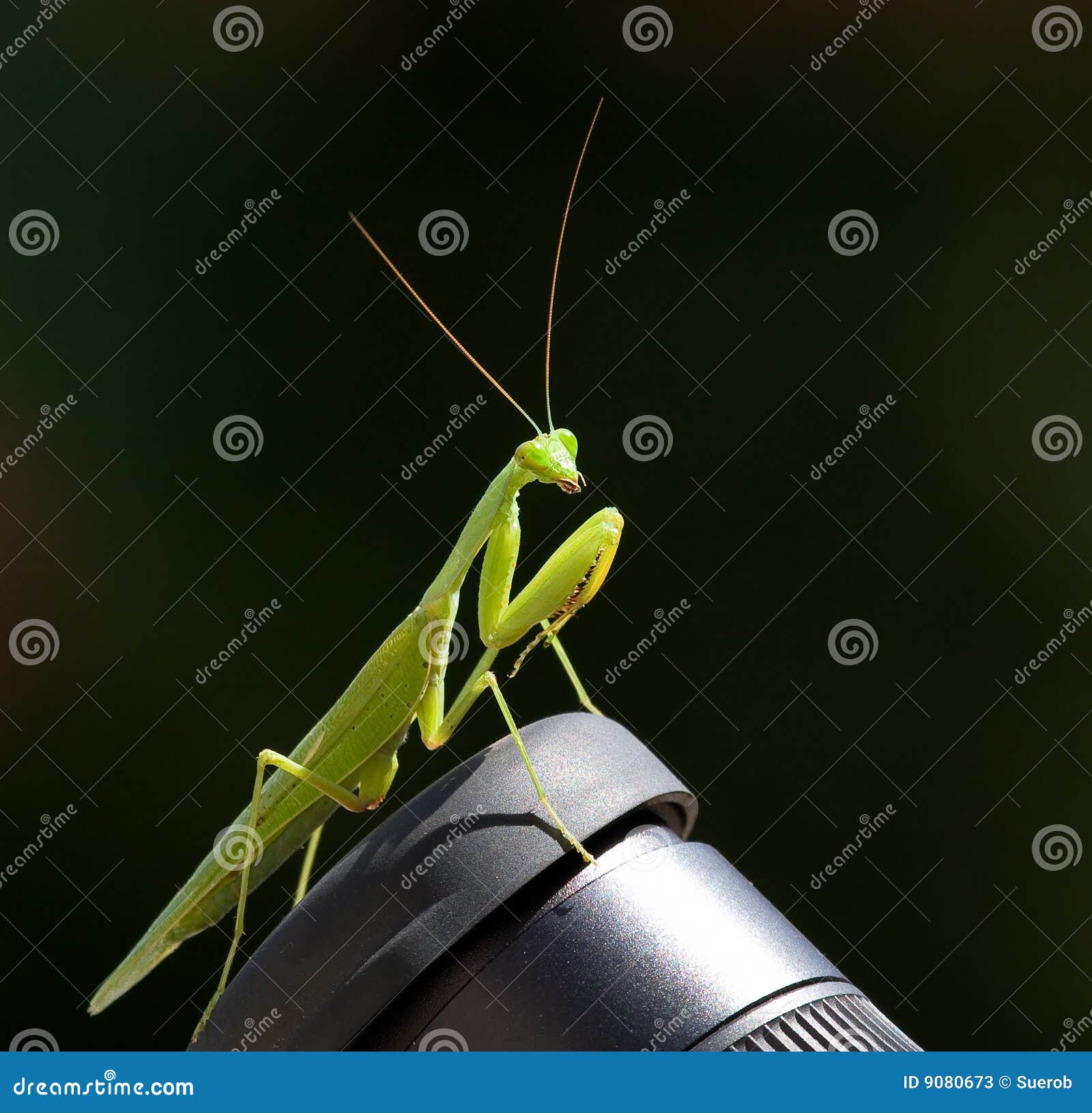 Praying Mantis close-up stock image. Image of spotting - 9080673