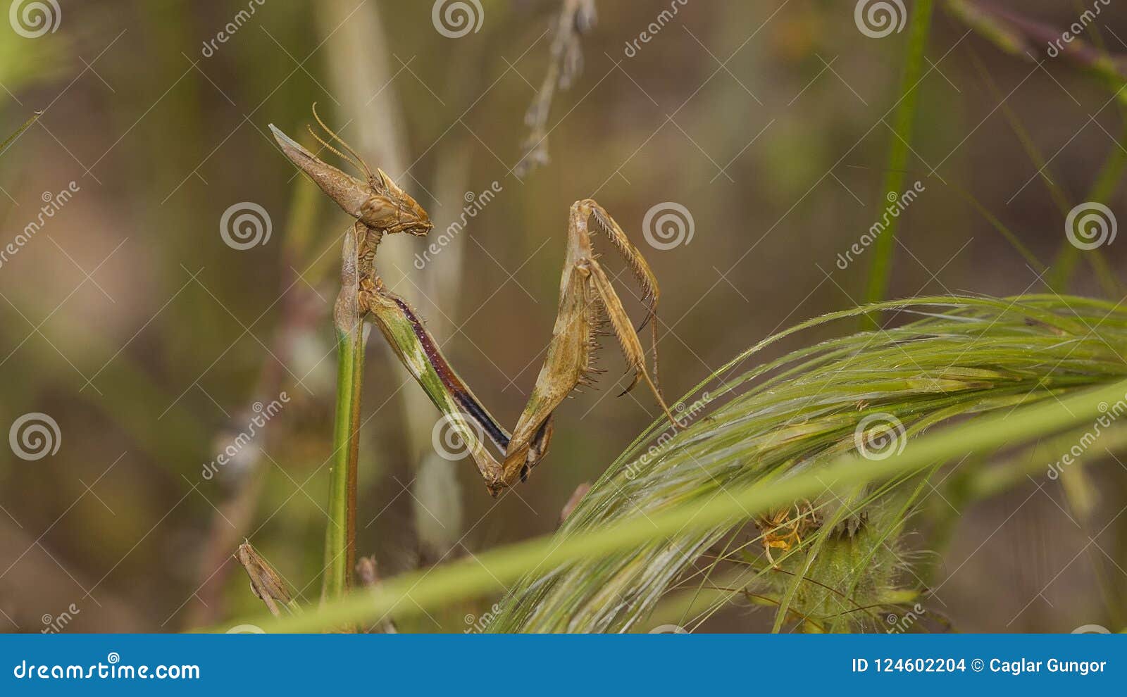 Praying Mantis Close Up stock photo. Image of standing - 124602204