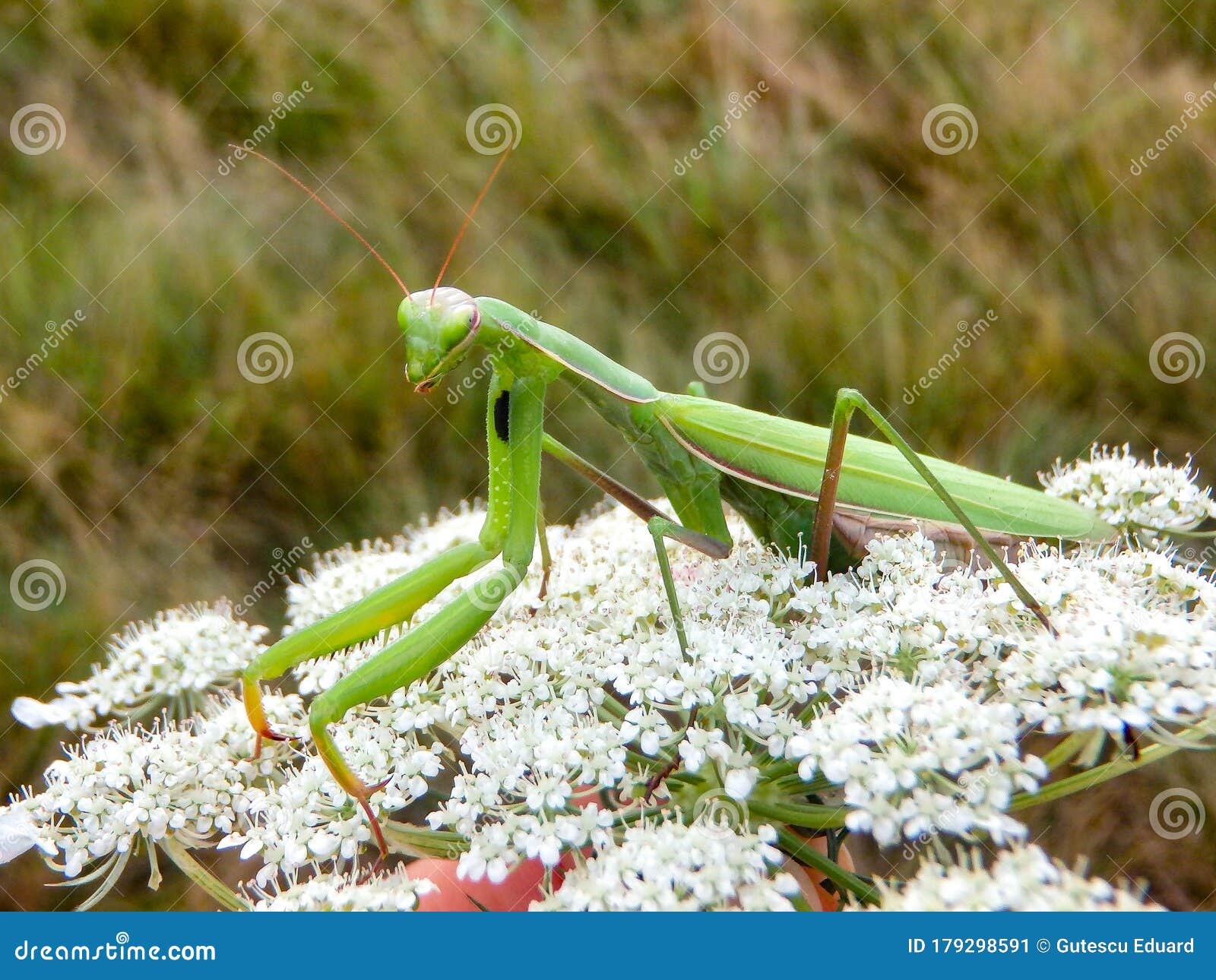 Praying Mantis Close Up on Flower ,spring Time in the Garden Stock ...