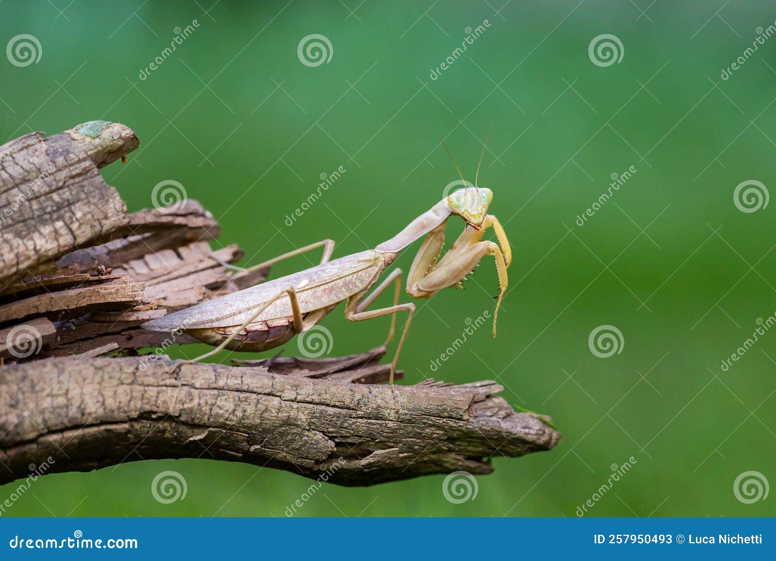 Praying Mantis Close Up on Green Background Stock Image - Image of ...