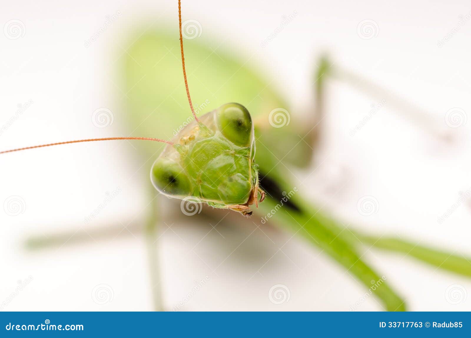 Praying Mantis Close Up stock image. Image of green, nature - 33717763