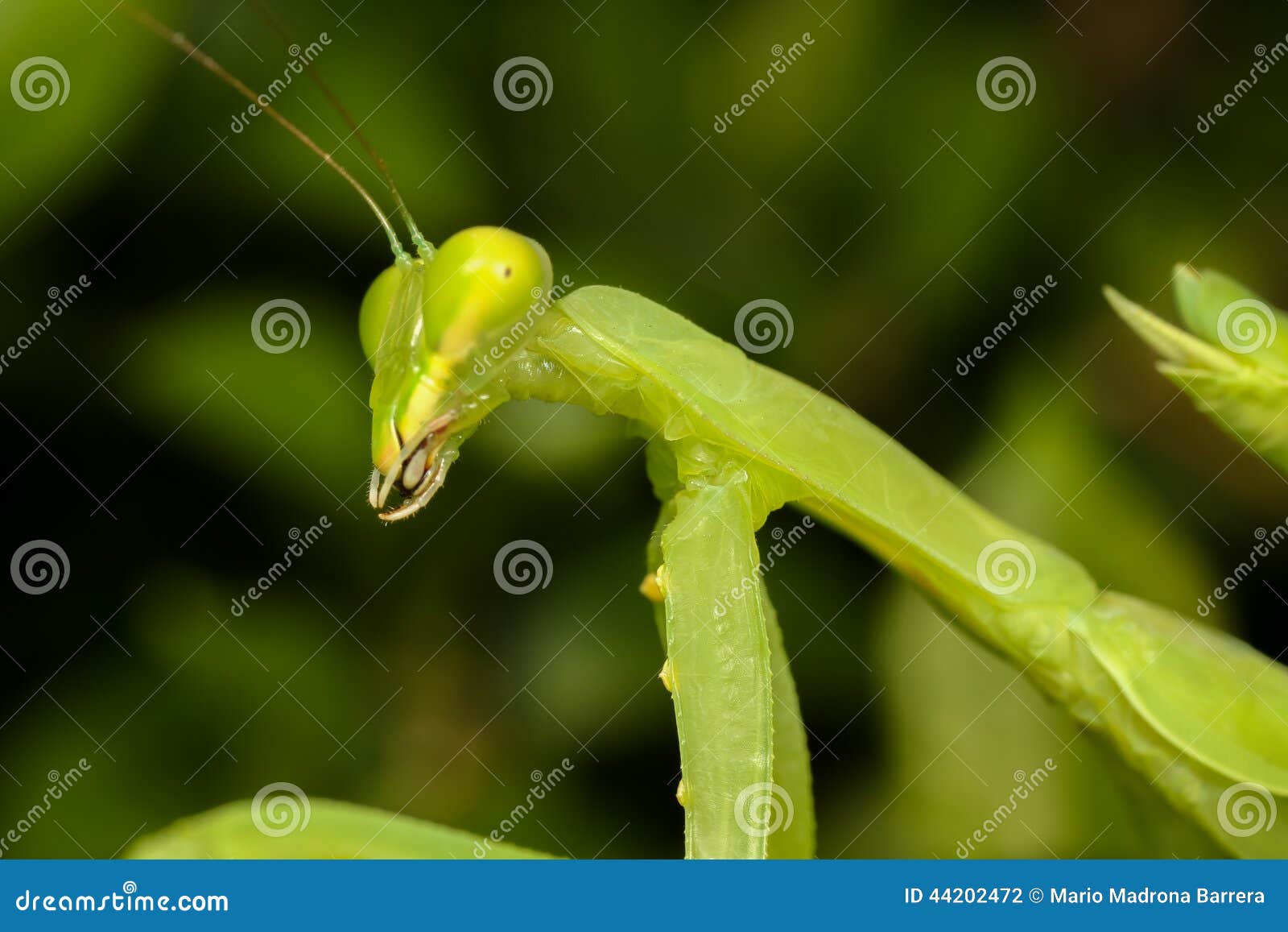 Praying Mantis stock photo. Image of green, close, leaves - 44202472