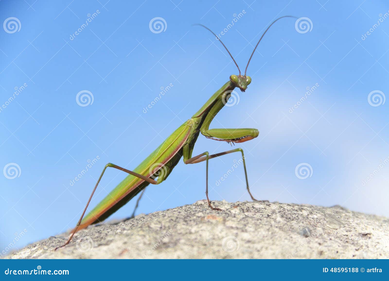 Praying mantis stock photo. Image of antenna, horizontal - 48595188