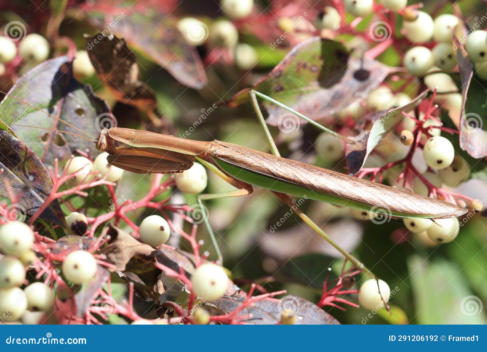 Praying Mantis Close Up Side View Stock Photo - Image of closeup ...