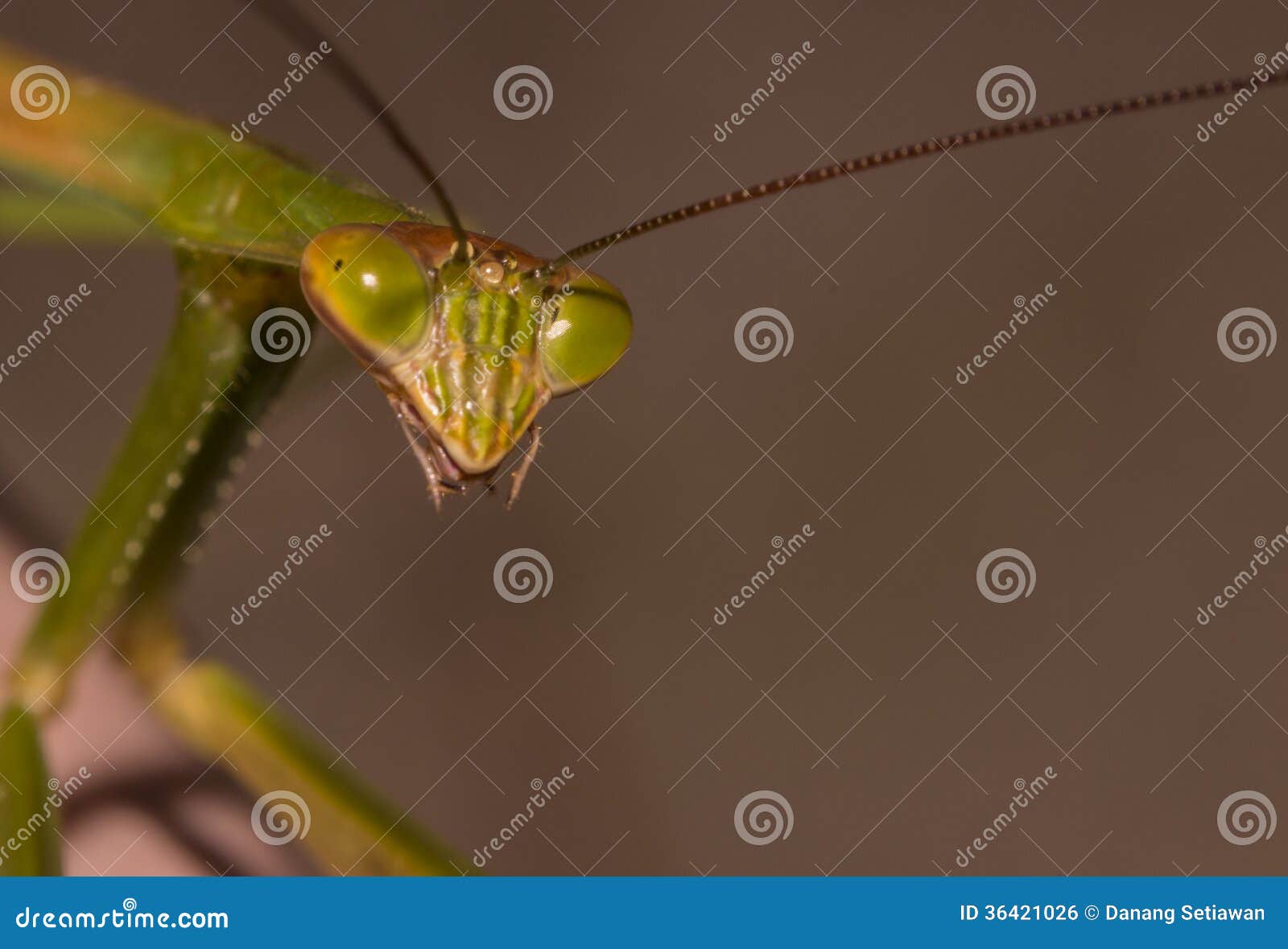 Praying mantis close up stock photo. Image of green, cricket - 36421026