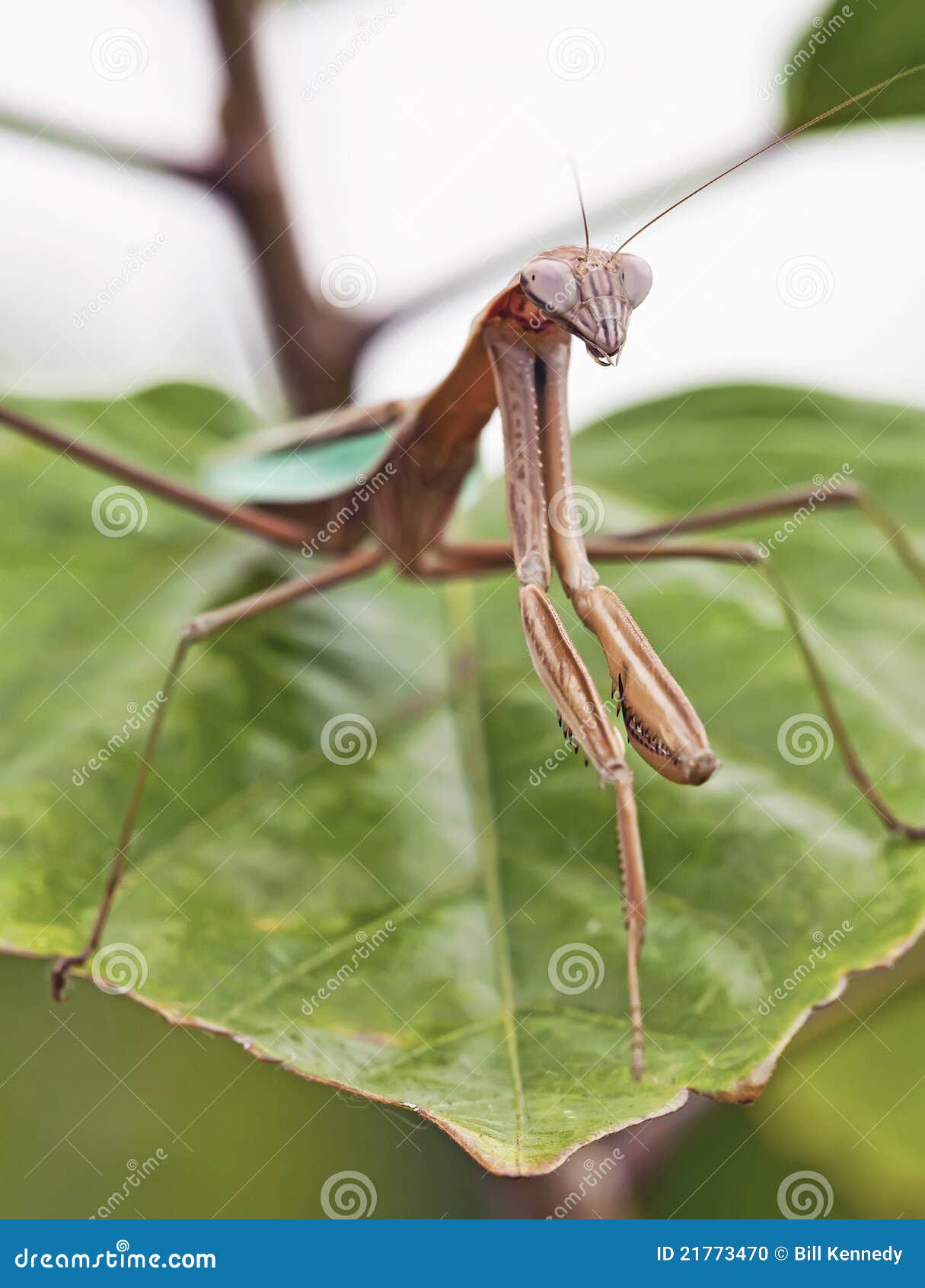 Praying Mantis closeup stock photo. Image of macro, head - 21773470