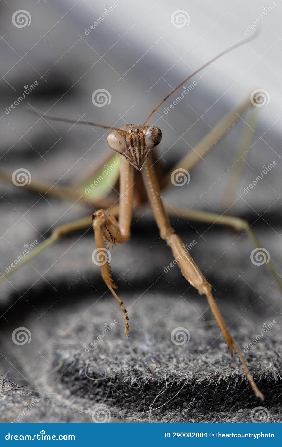 Praying Mantis Closeup stock photo. Image of entomology - 290082004