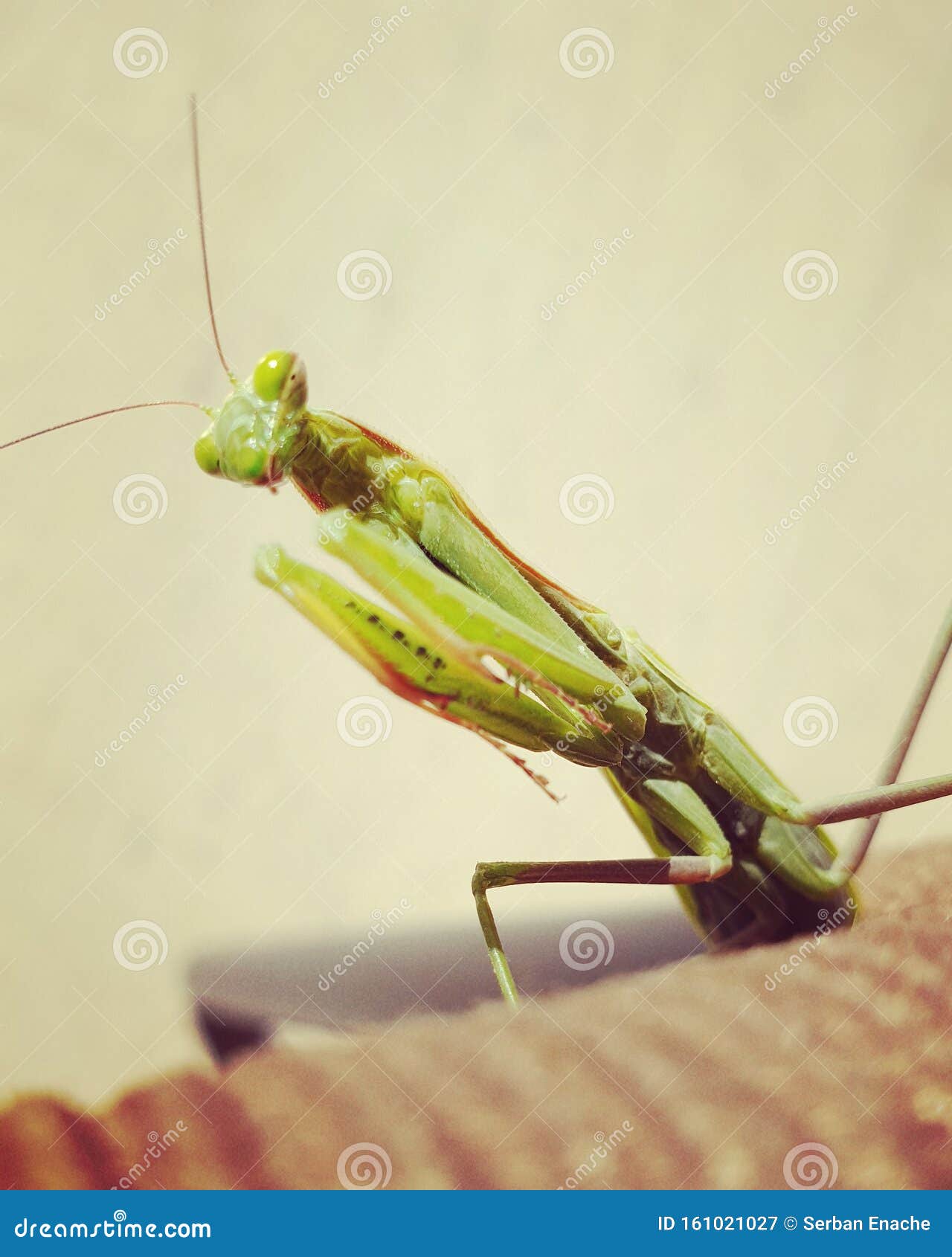 Praying mantis closeup stock image. Image of mantis - 161021027