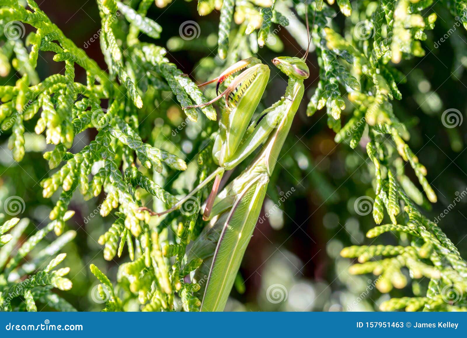 Praying Mantis - Closeup Macro in Backyard Garden Stock Image - Image ...