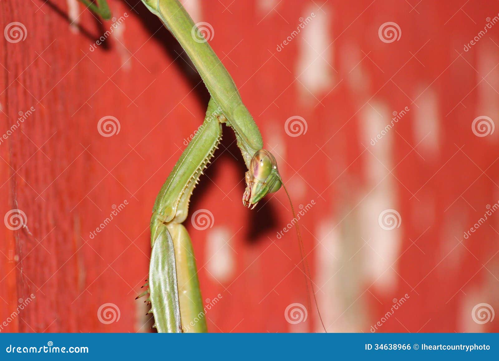 Praying Mantis Closeup stock photo. Image of creature - 34638966