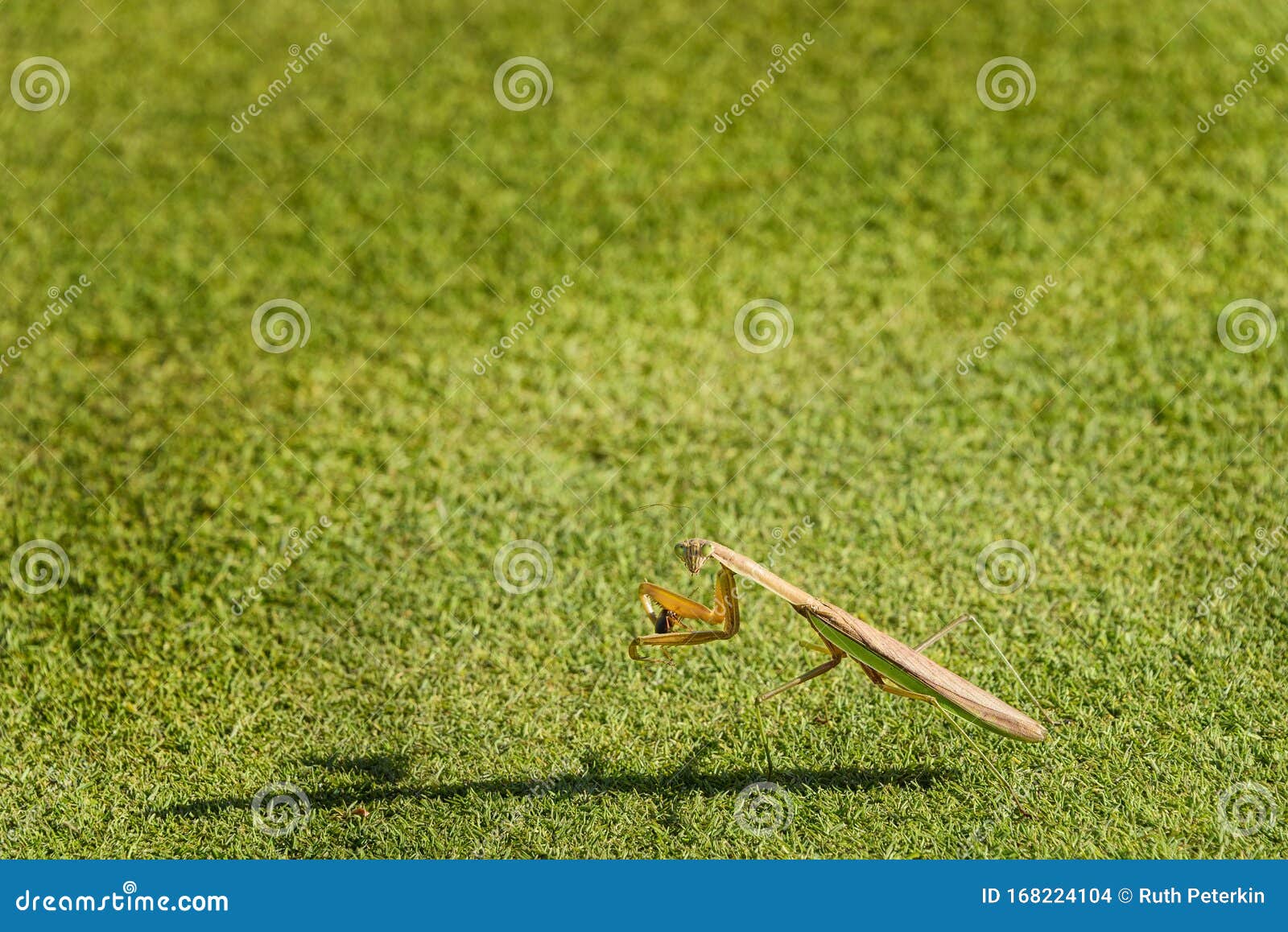 Praying Mantis with Cockroach on Grass Stock Photo - Image of creature ...