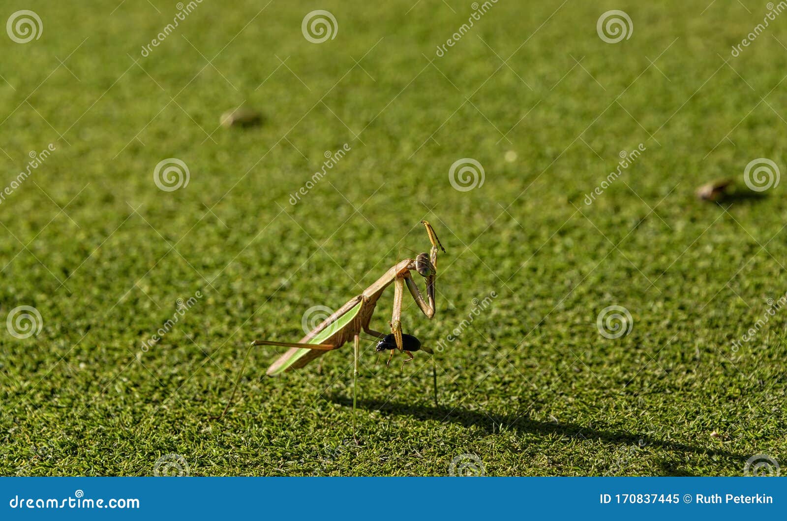 Praying Mantis with Cockroach Stock Image - Image of head, grass: 170837445