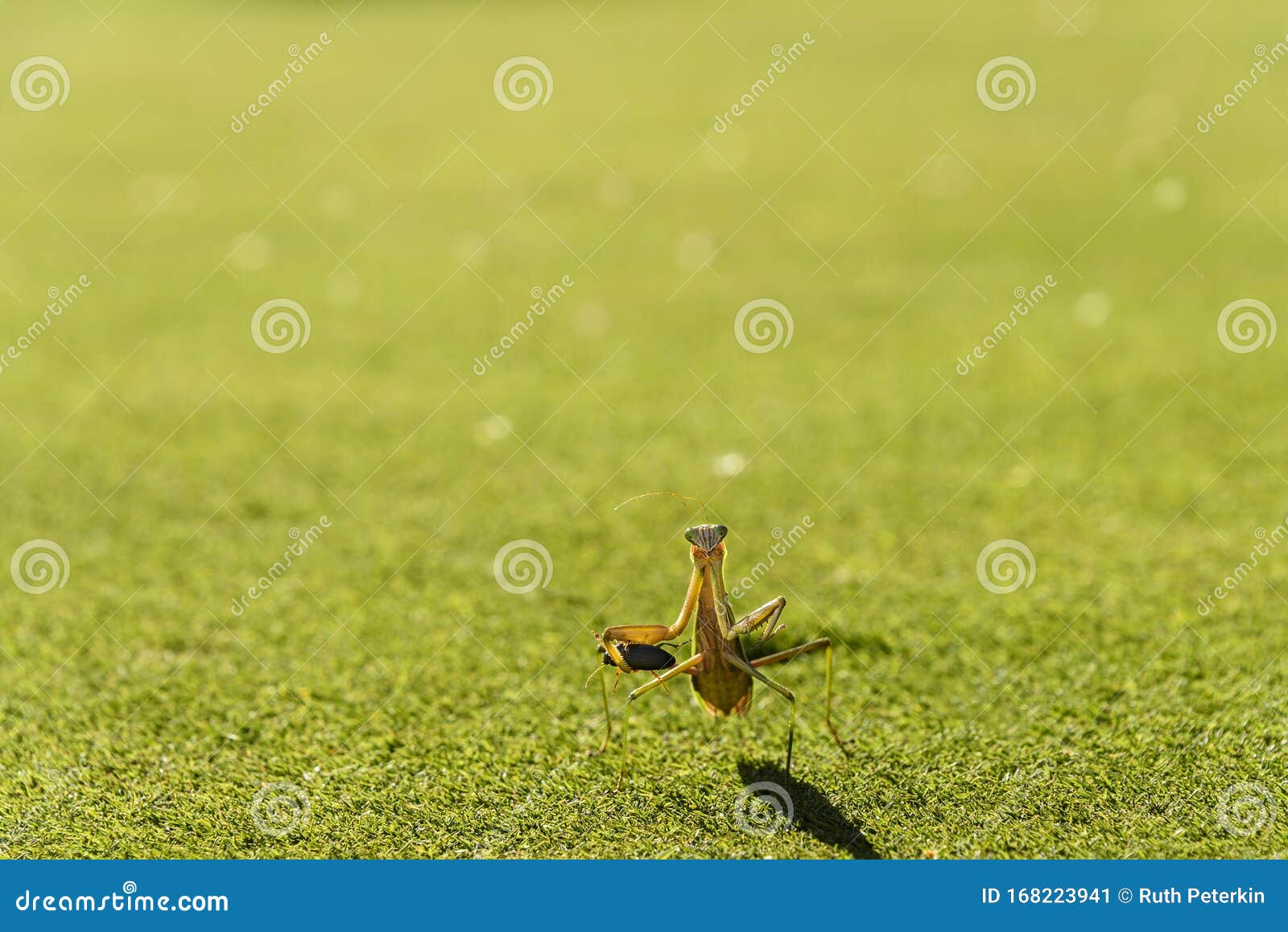 Praying Mantis with Cockroach on Grass Stock Image - Image of face ...