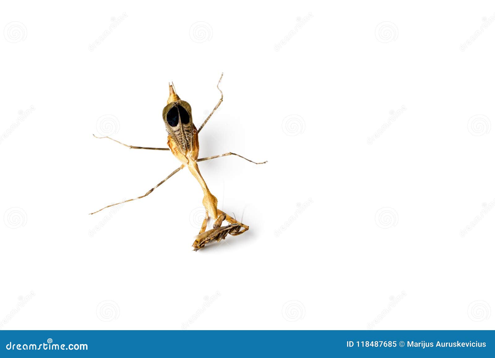 Praying Mantis and Cockroach Stock Image - Image of brown, invertebrate ...