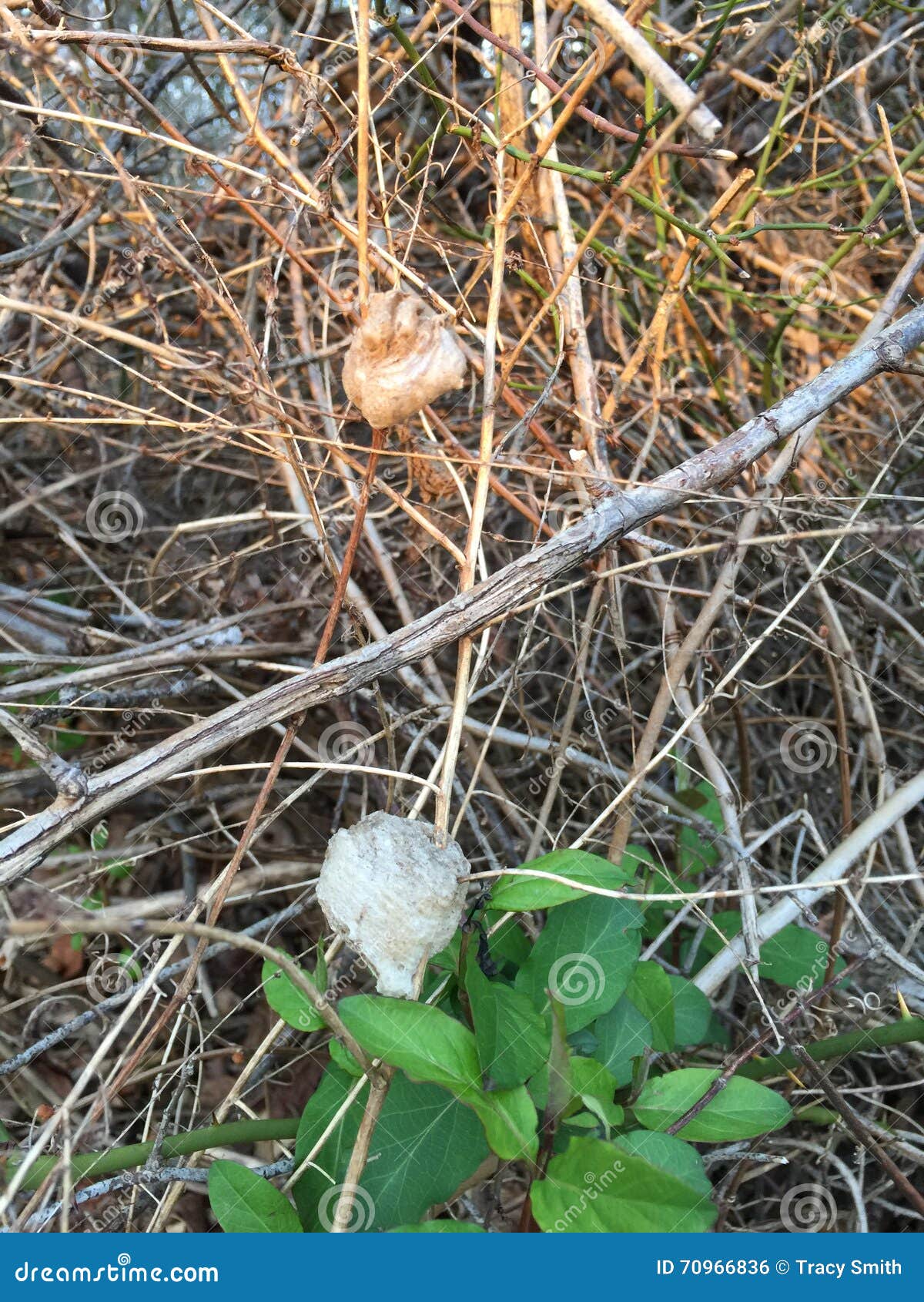 2 Praying Mantis Cocoon on Branch Early Spring Stock Photo - Image of ...