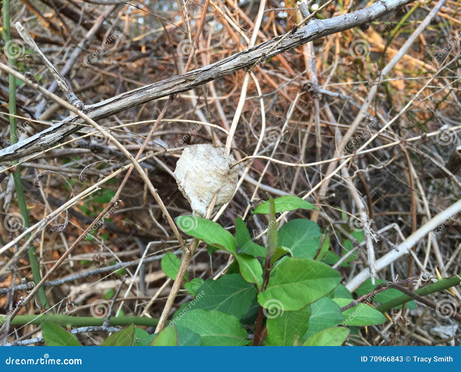 Praying Mantis Cocoon on Branch Early Spring Stock Image - Image of ...