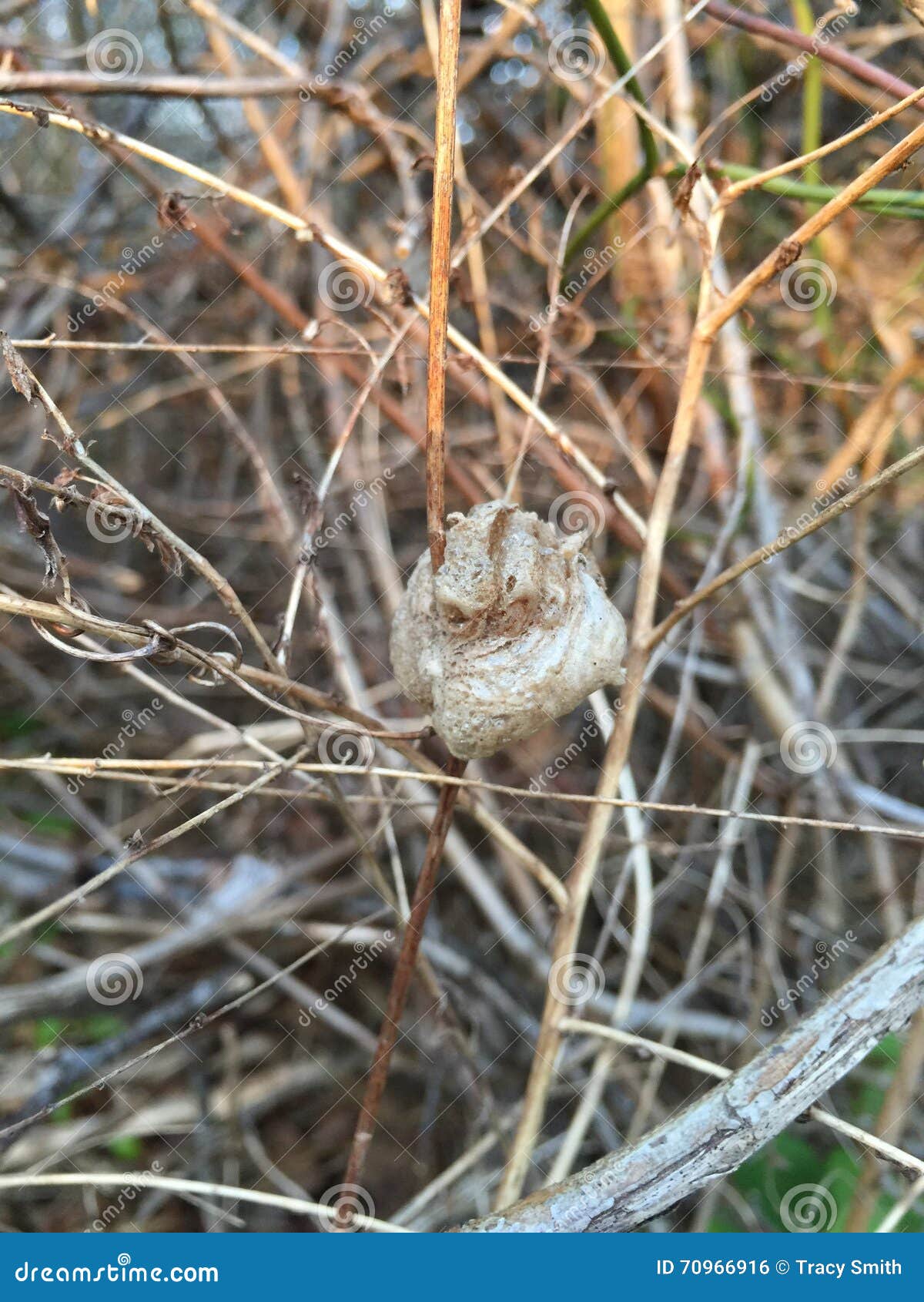 Praying Mantis Cocoon on Branch Early Spring Stock Photo - Image of ...