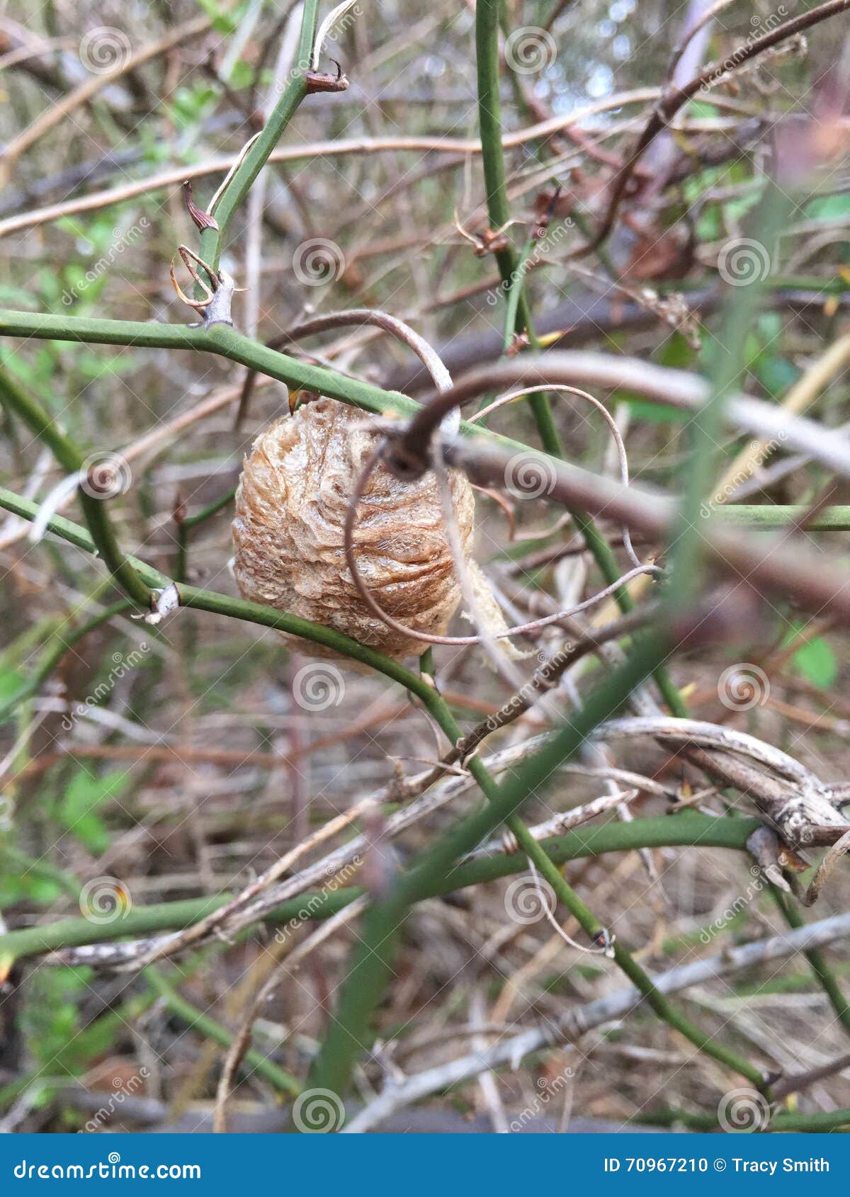 Praying Mantis Cocoon on Branch Early Spring Stock Photo - Image of ...