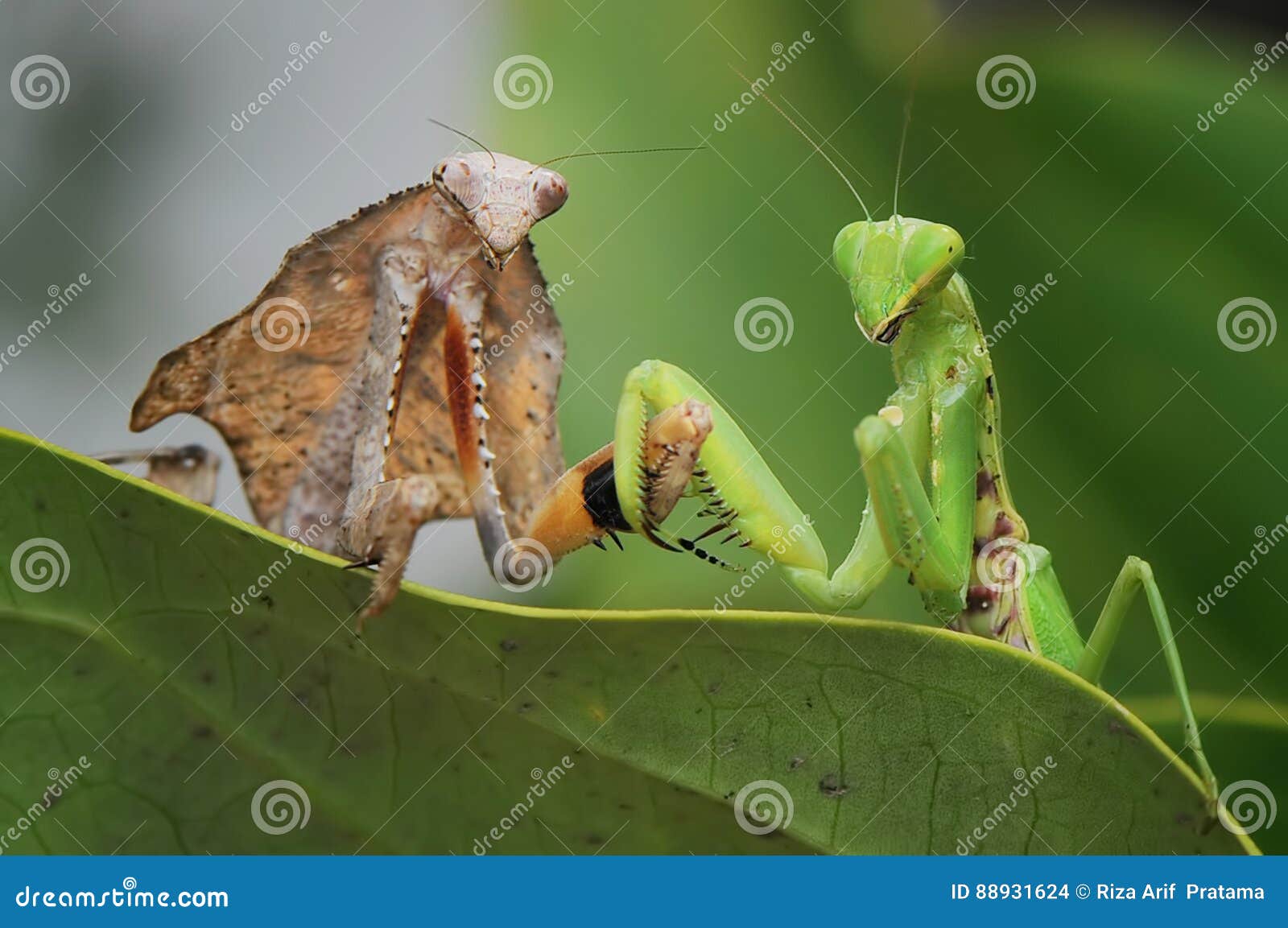 Praying mantis stock photo. Image of praying, pose, simple - 88931624