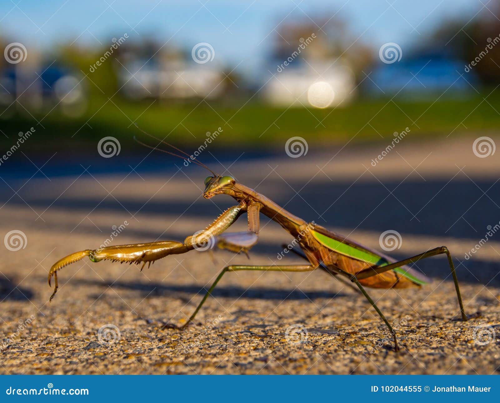 Praying Concrete Angel Cemetery Stock Photo | CartoonDealer.com #41633514
