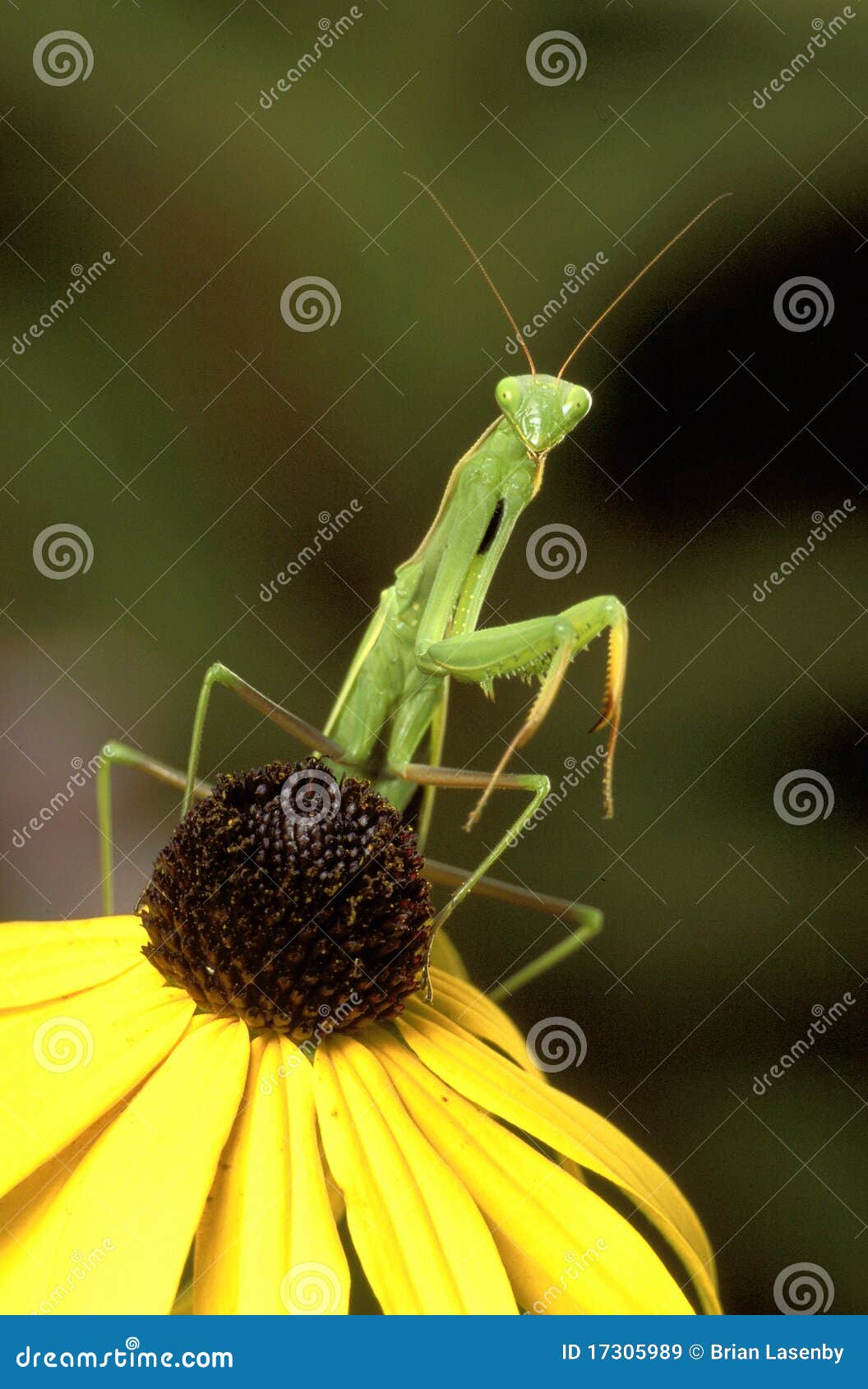 Praying Mantis on Coneflower Stock Image - Image of insect, menace ...