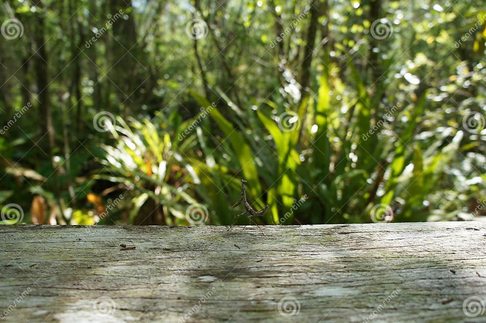 Praying Mantis at Corkscrew Swamp Sanctuary Stock Image - Image of ...