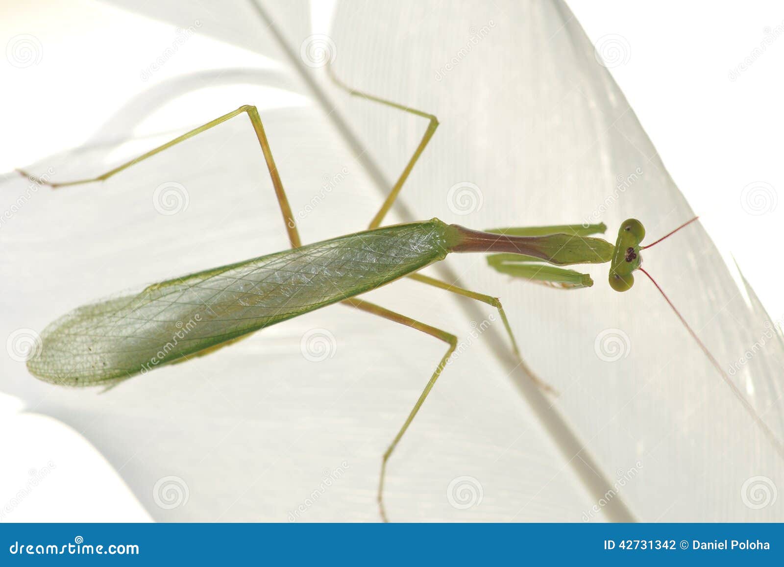 Praying mantis stock photo. Image of crawl, feather, crawling - 42731342
