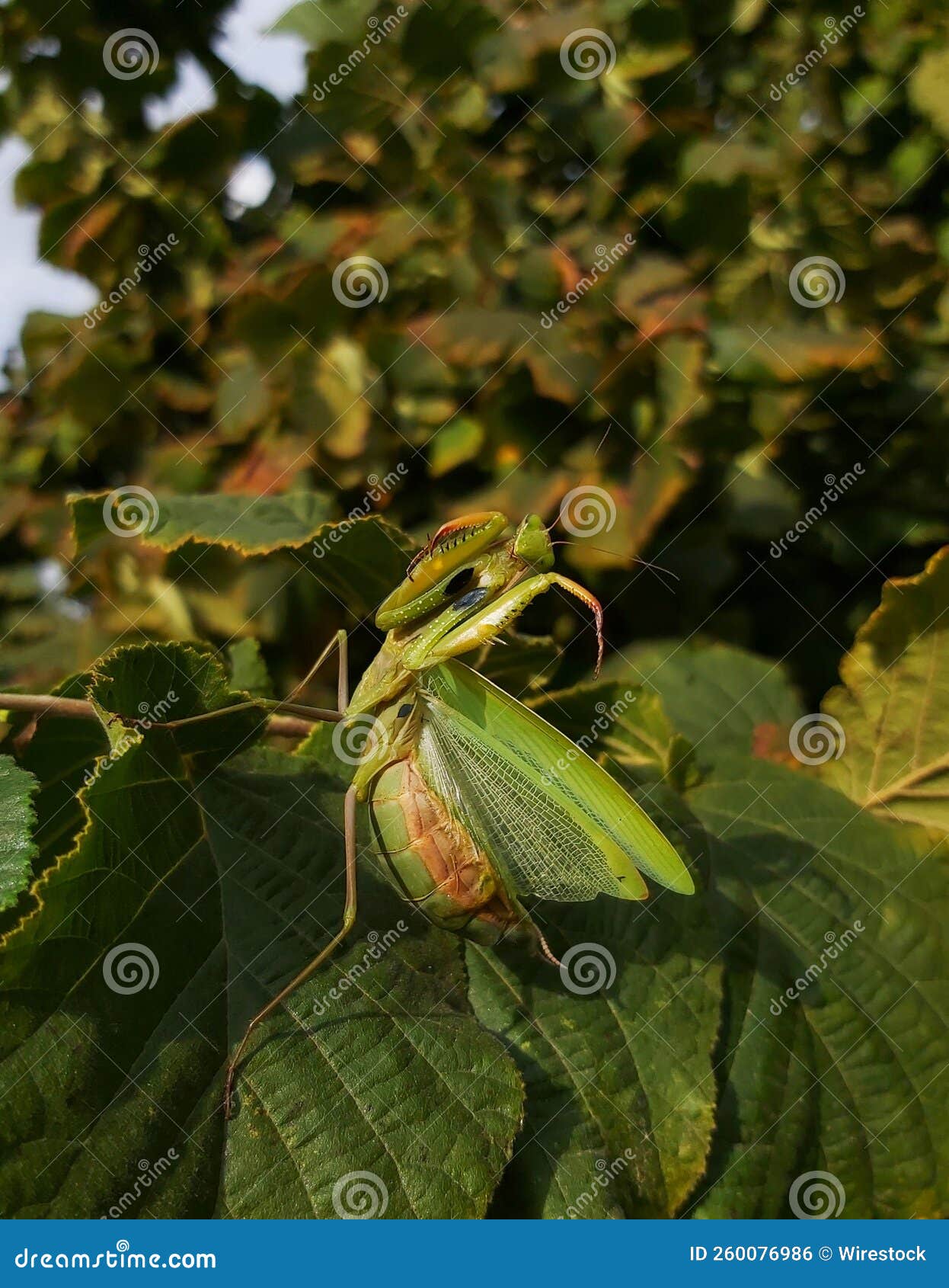 Praying Mantis in a Defensive Position on a Hazel Leaf, Vertical Stock ...