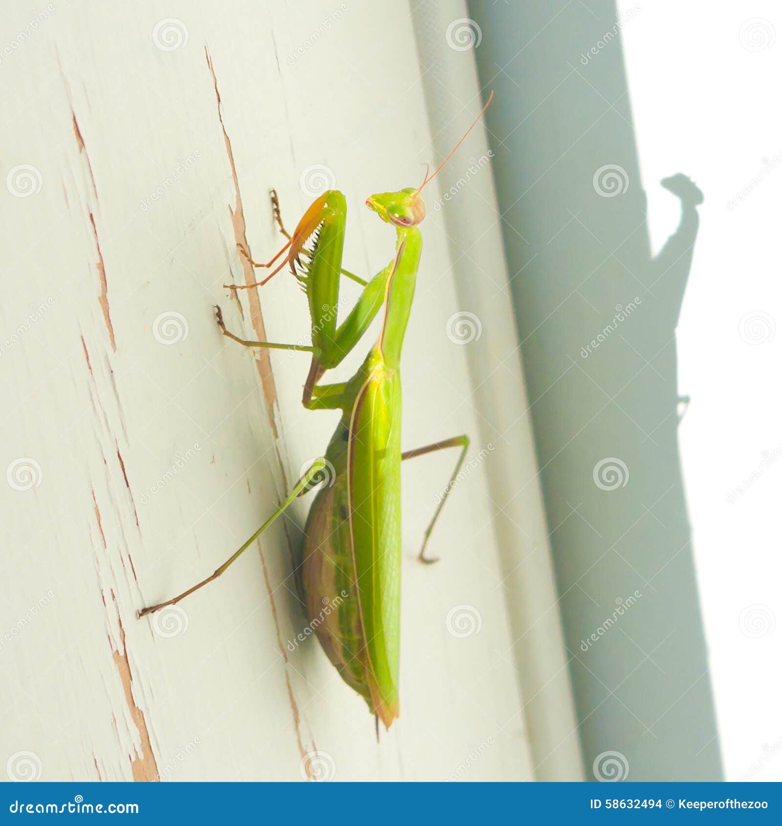 Praying Mantis on Door Frame Stock Photo - Image of predatory, paint ...