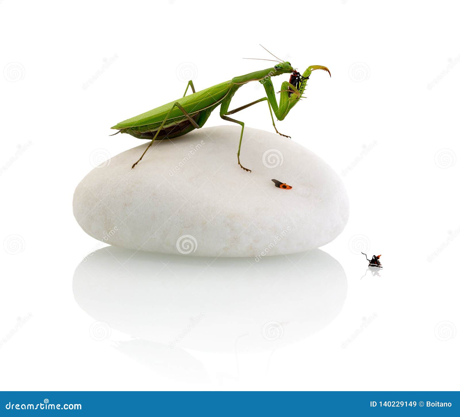 Praying Mantis Eating A Firebug - Isolated On White Background With ...
