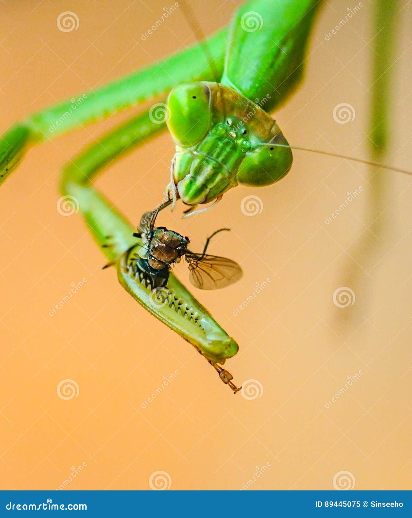 Praying Mantis Flying