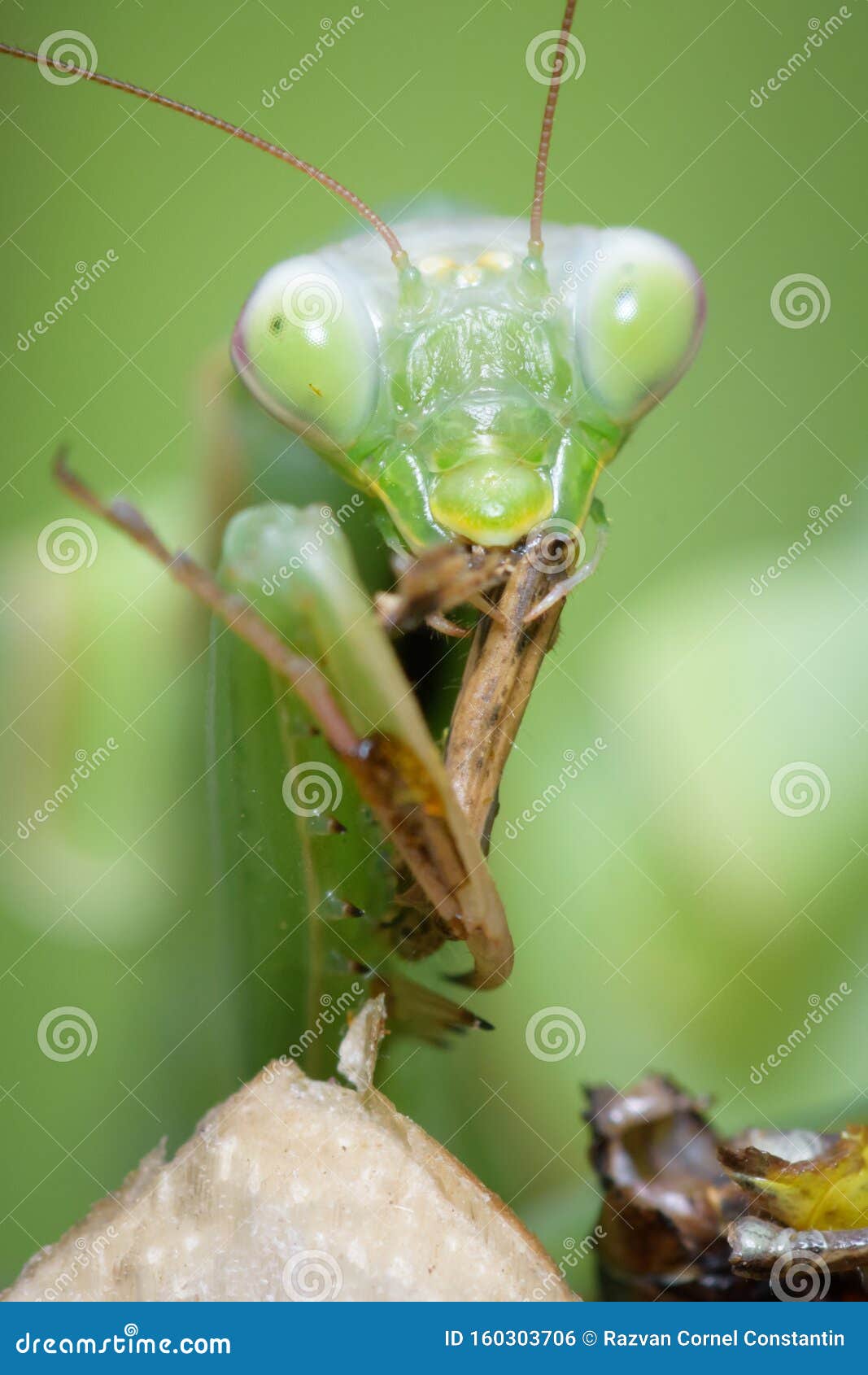 Praying Mantis Eating Grasshopper - Mantis Religiosa Stock Photo ...