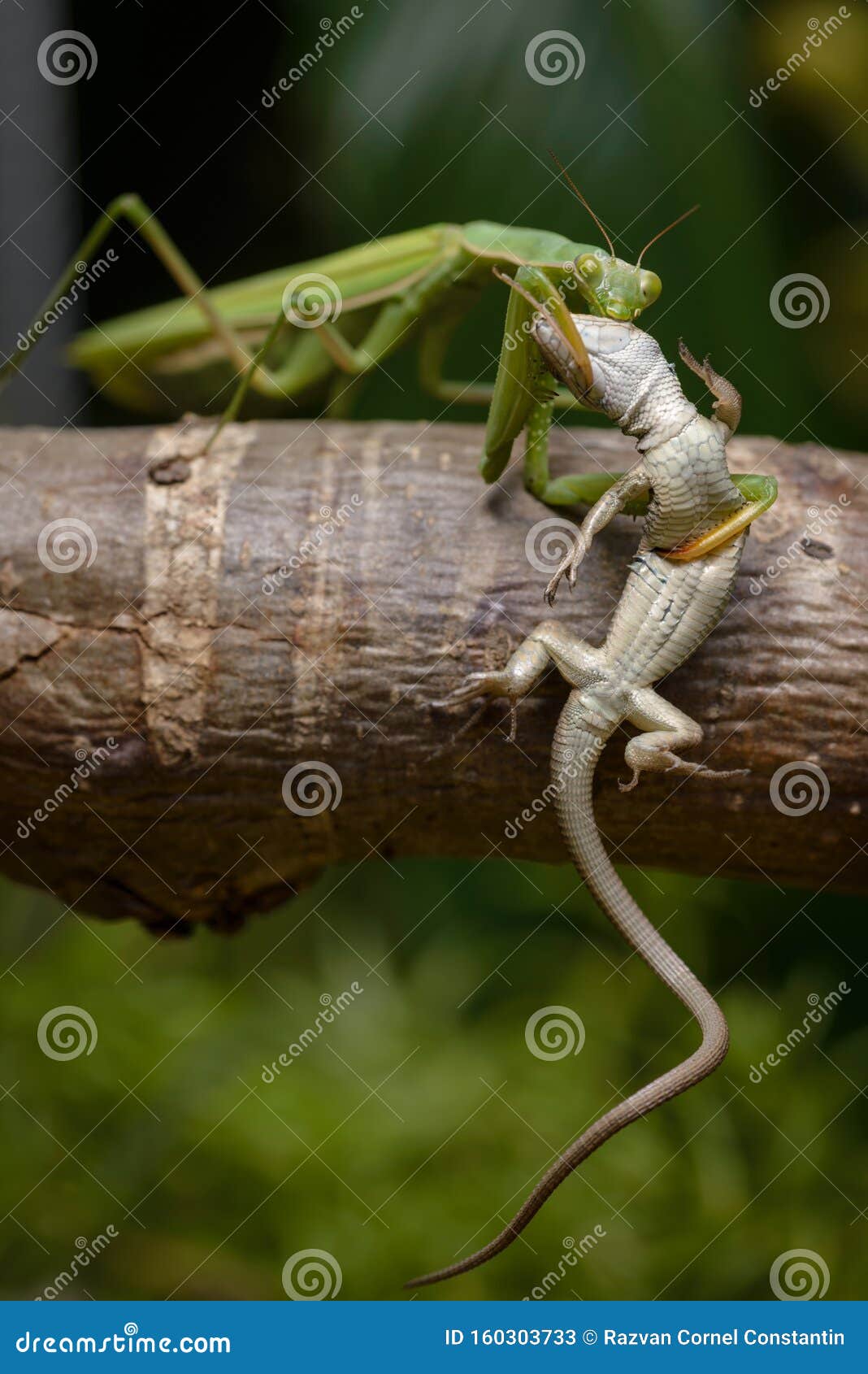Praying Mantis Eating Lizard Mantis Religiosa Stock Image Image Of Macro Alive 160303733