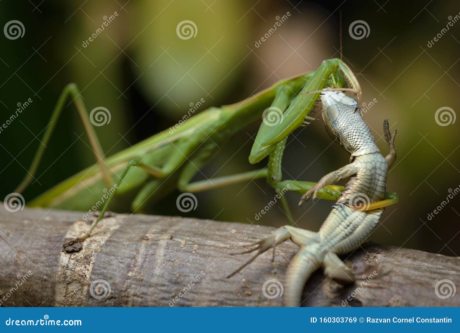 Praying Mantis Eating Lizard Mantis Religiosa Stock Image Image Of Hunting Agressive 160303769